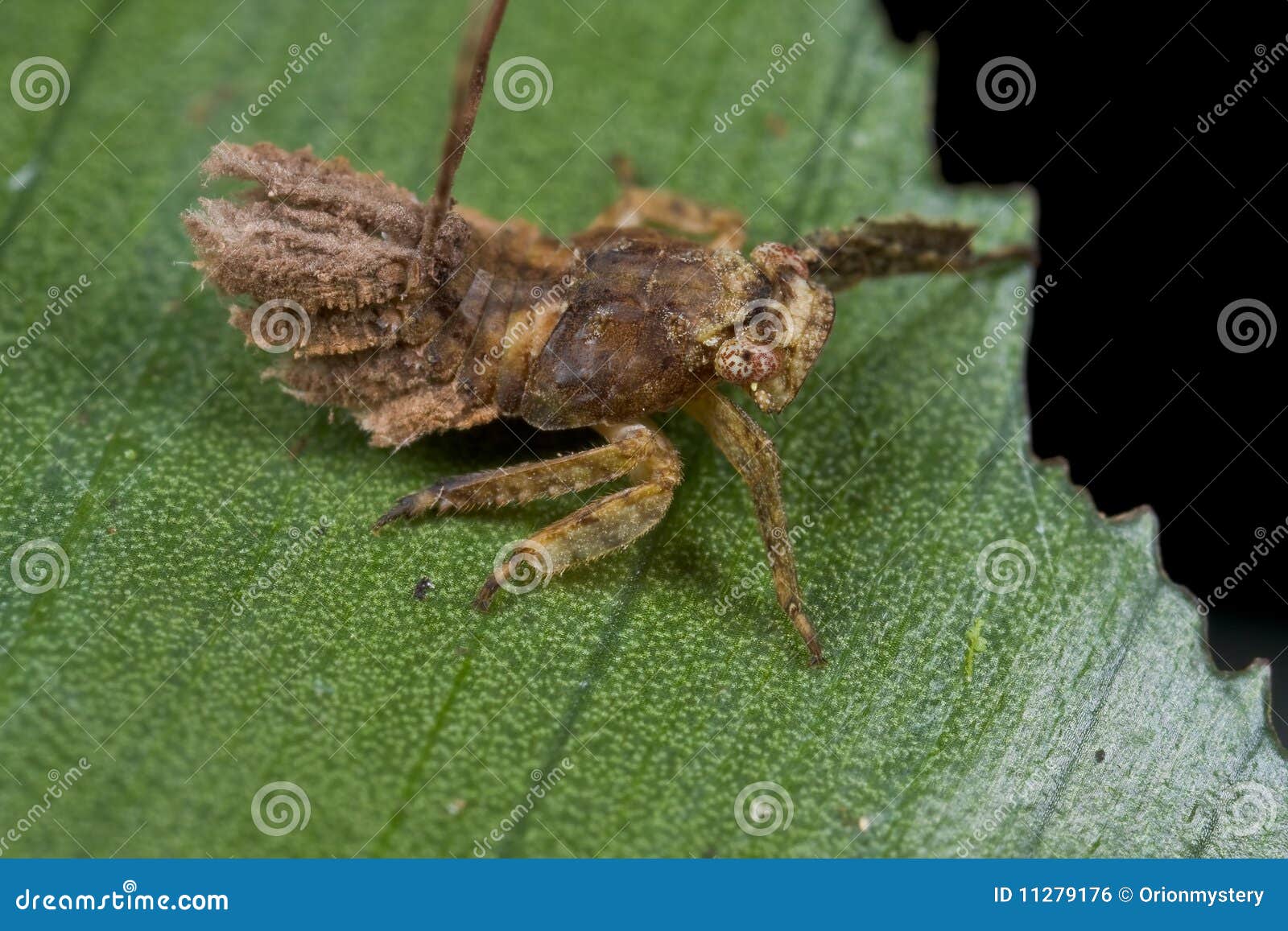 A plant hopper nymph stock photo. Image of close, wilderness - 11279176