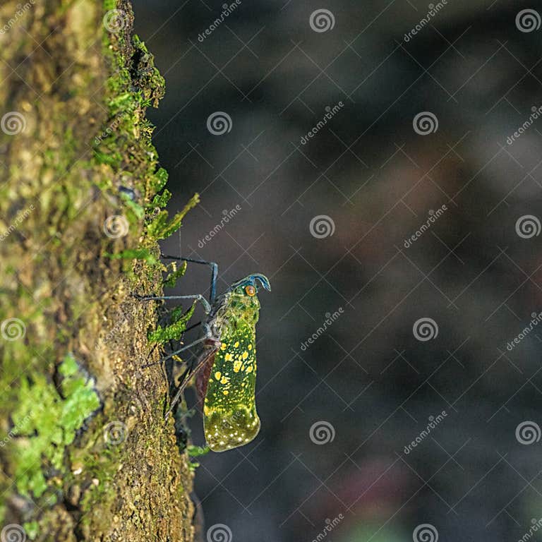 Plant hopper on a tree stock image. Image of hemiptera - 298218151