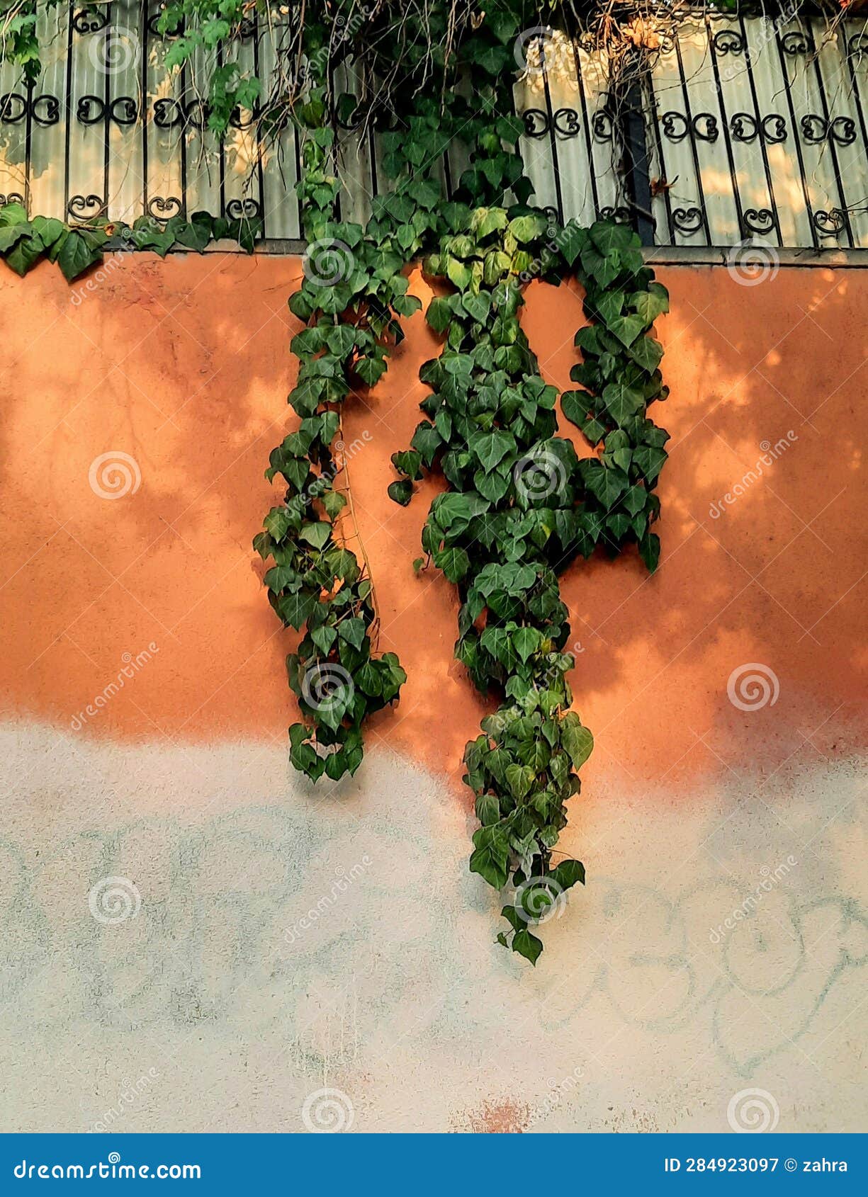 Plant hugging the wall stock image. Image of growth - 284923097