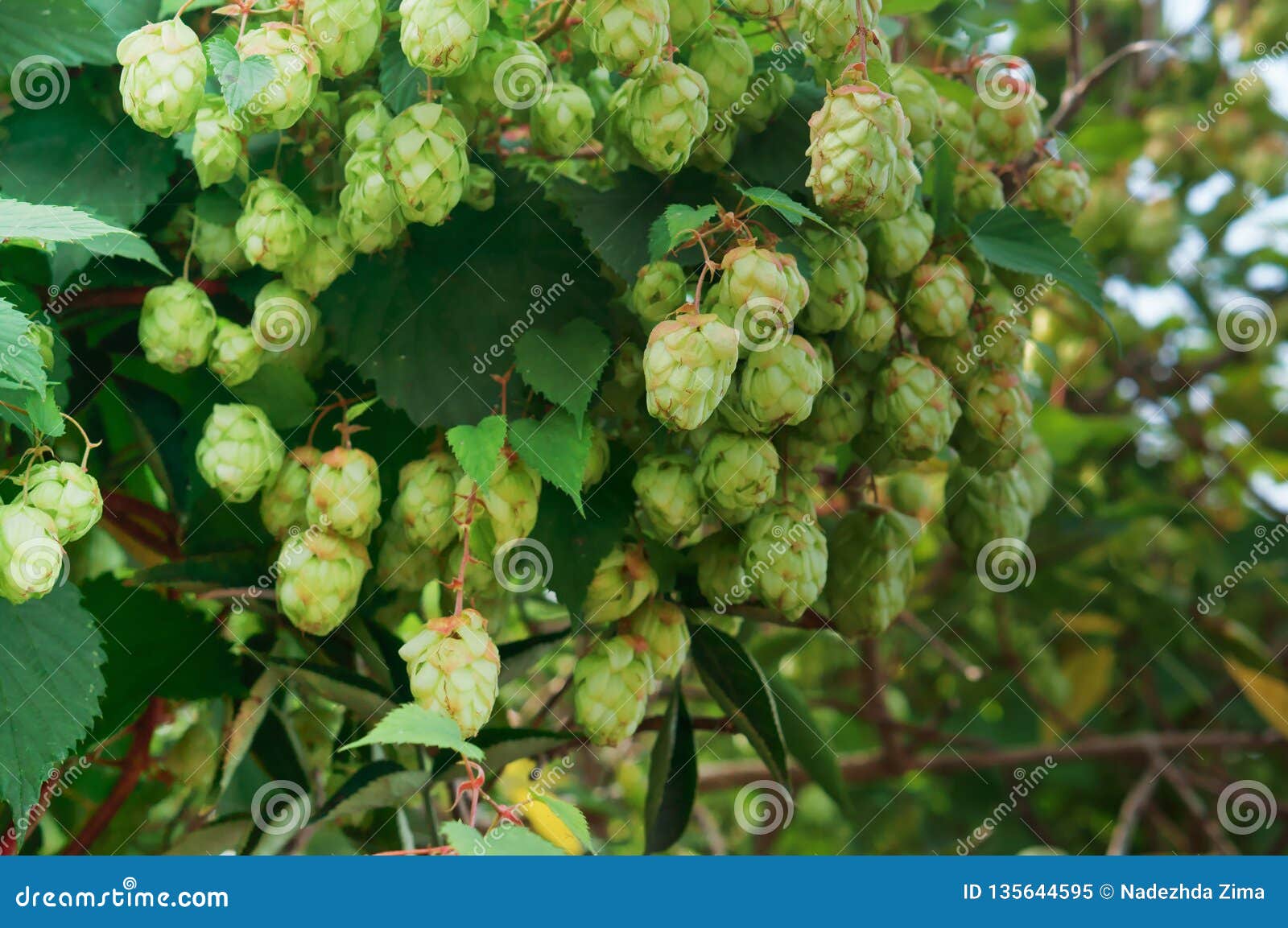 The plant Humulus lupulus stock image. Image of ingredient - 135644595