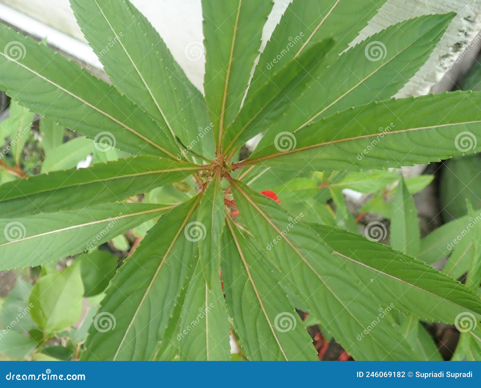 Plant Impatiens Balsamina Flower, Commonly Known As Balsam, Garden ... Plant Impatiens Balsamina Flower, Commonly Known As Balsam, Garden ...