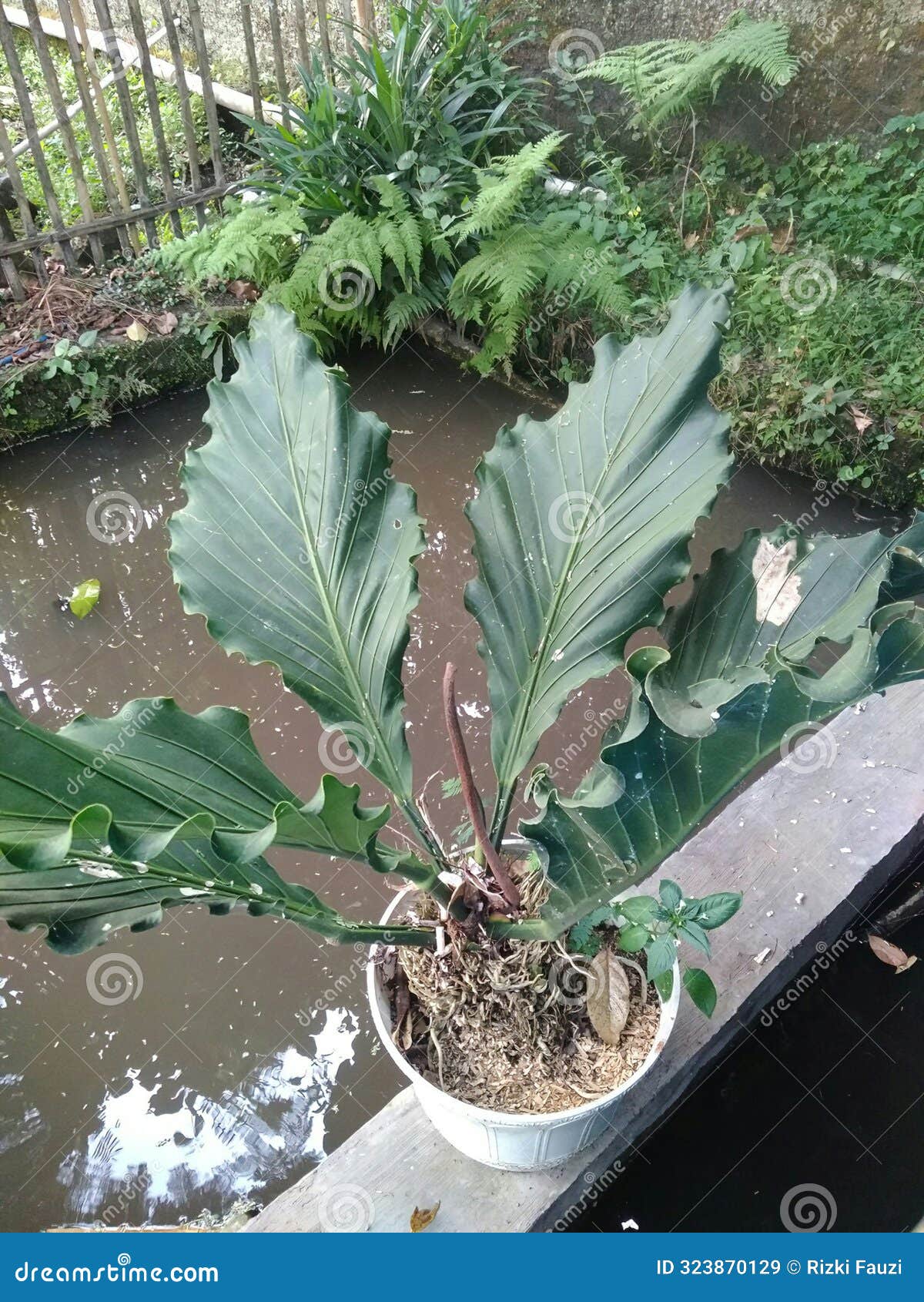 This is a Plant from Indonesia Called Wave of Love Stock Image - Image ...