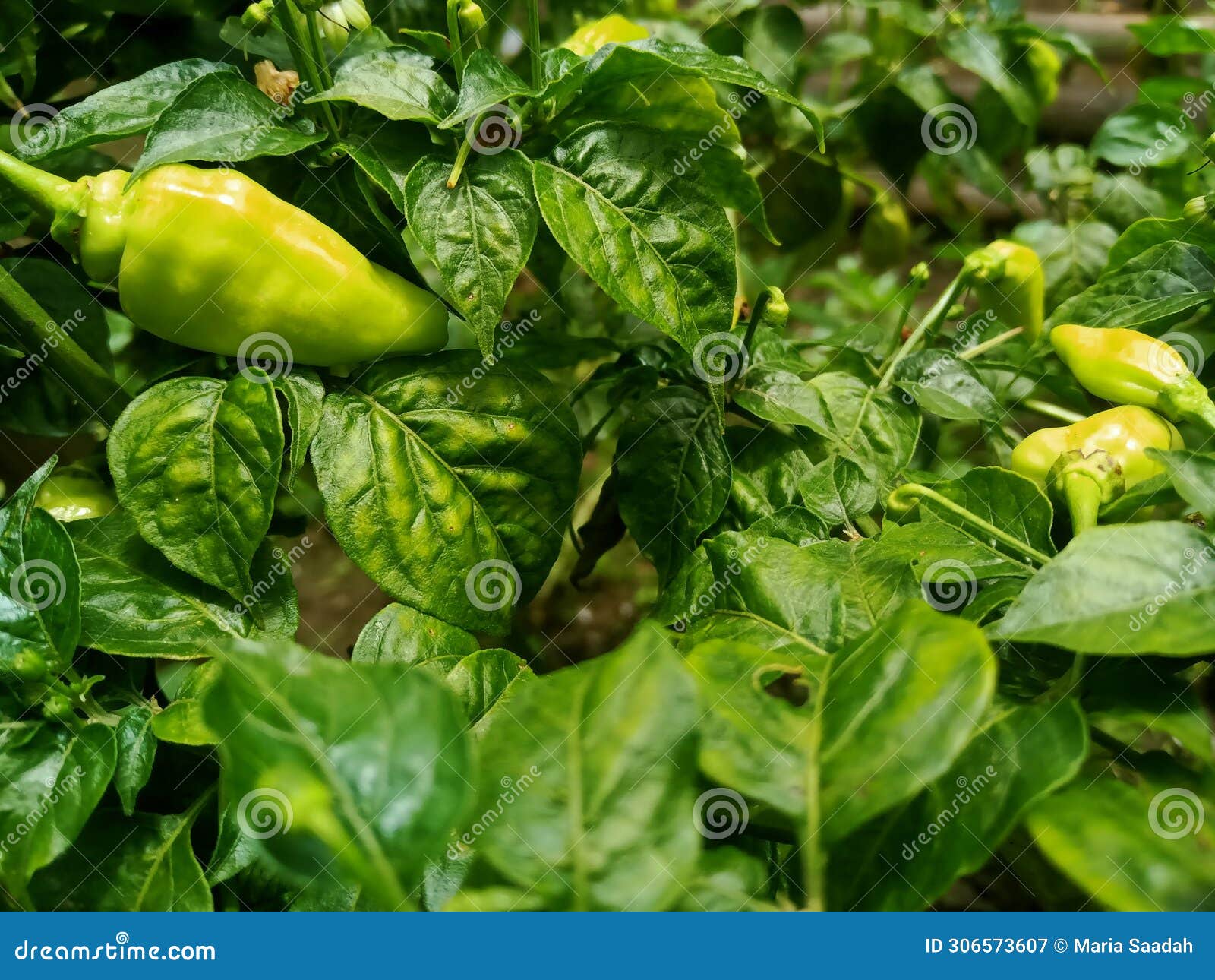 Indonesian Chilli Saudelicious Sambal Belimbing Wuluh Grind In A ...