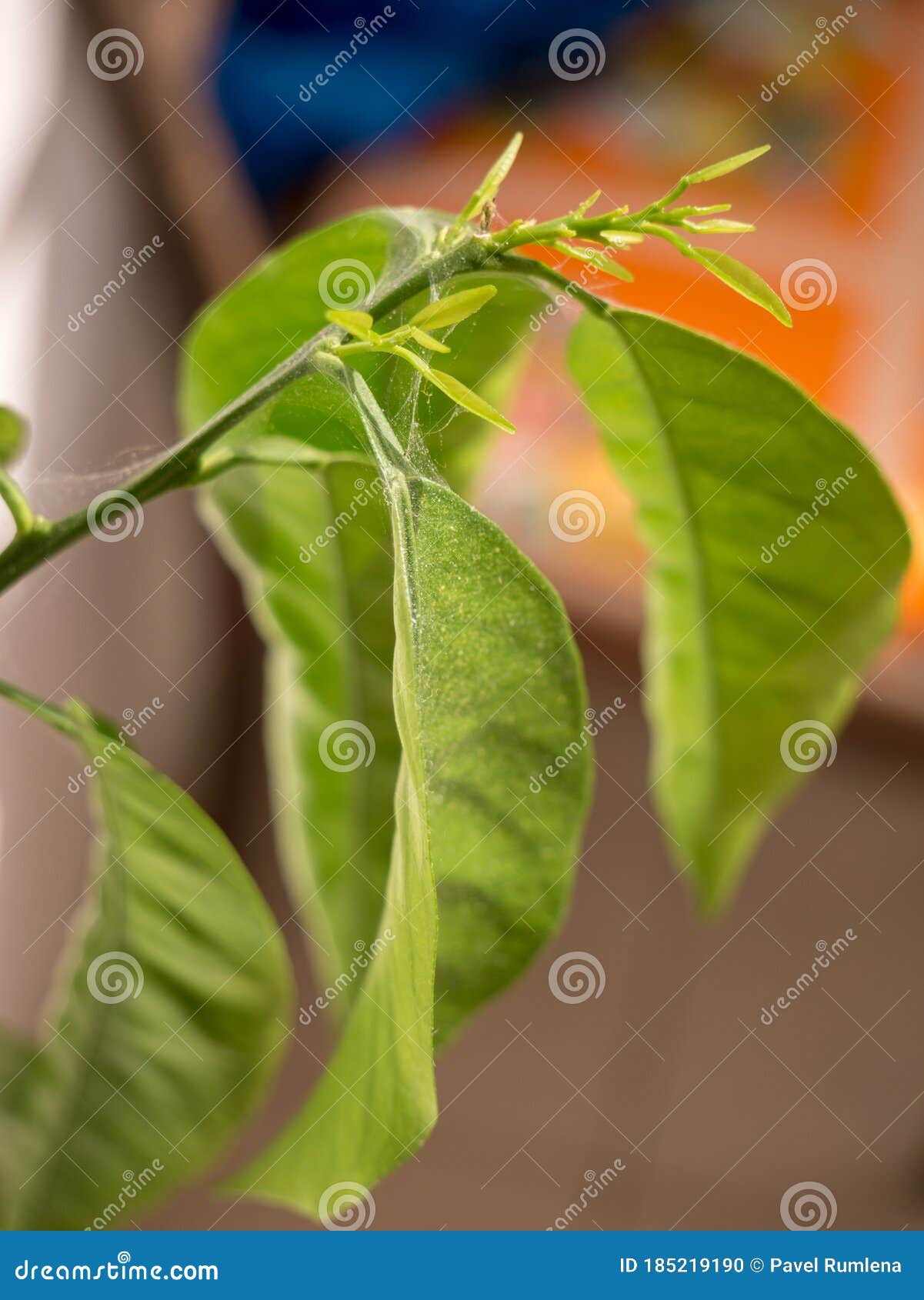 Plant Infested by Red Spider Mite Stock Photo - Image of foliage, fresh ...