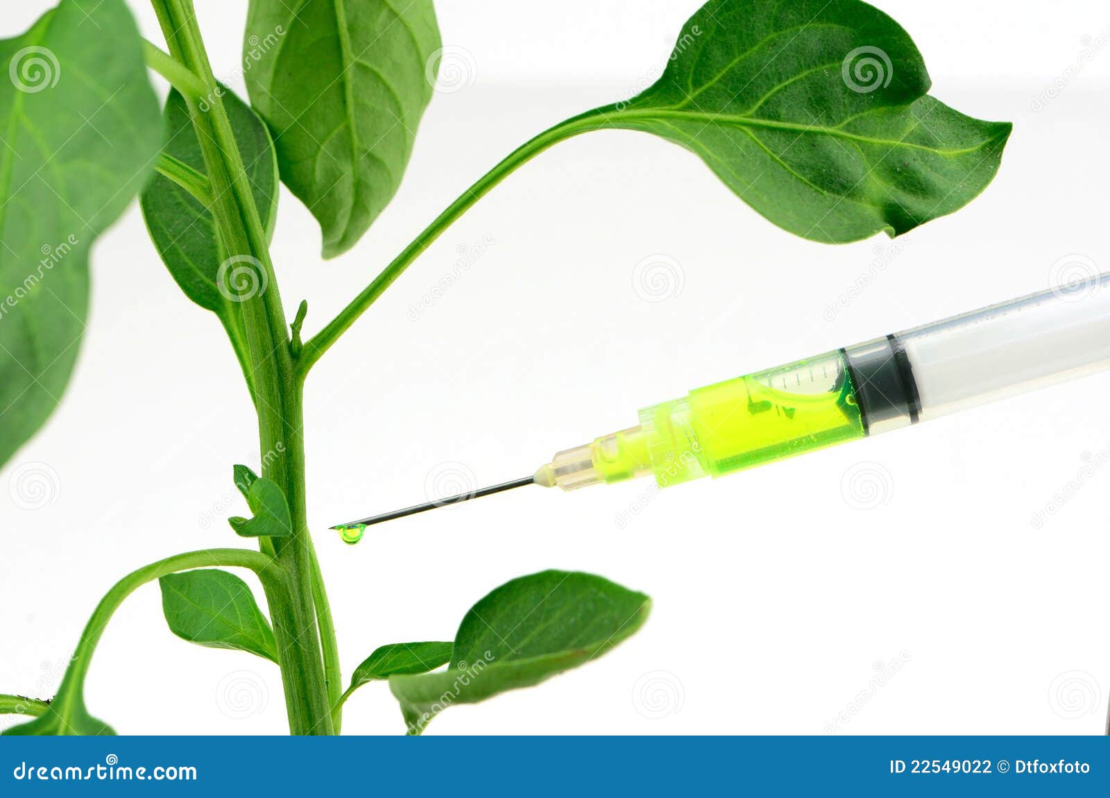 Plant Injection stock photo. Image of cloning, science - 22549022