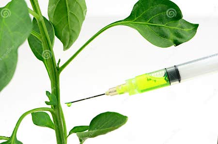 Plant Injection stock photo. Image of cloning, science - 22549022