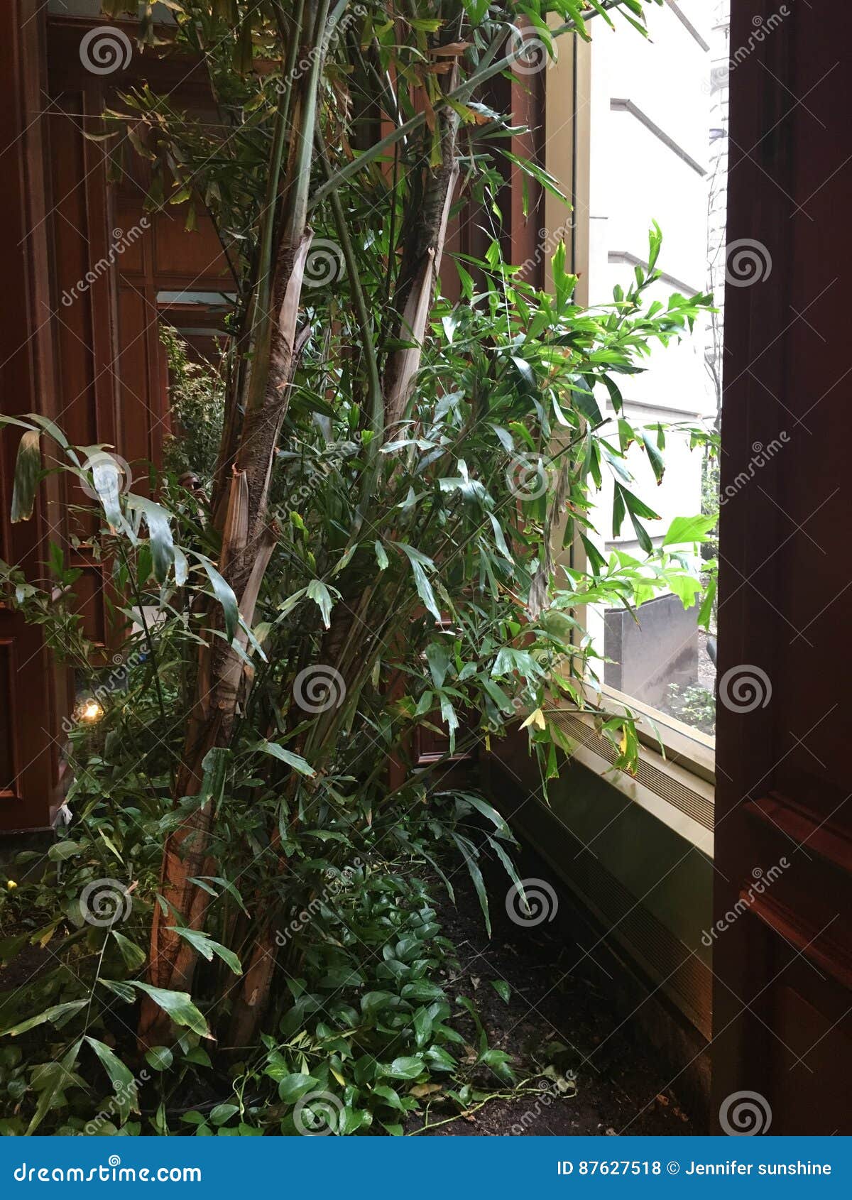 Plant inside building stock photo. Image of plant, building - 87627518