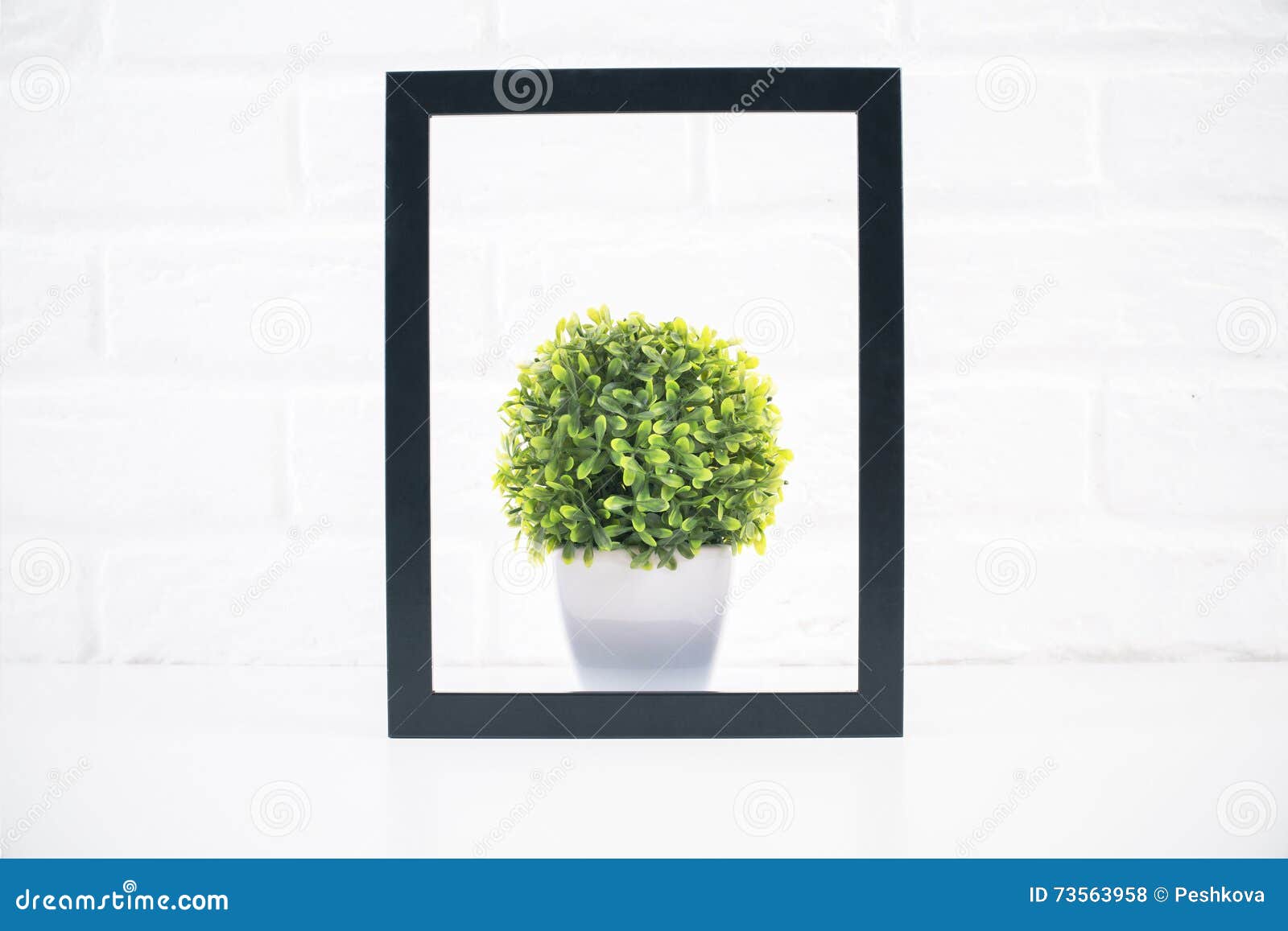 Plant inside picture frame stock photo. Image of evergreen - 73563958
