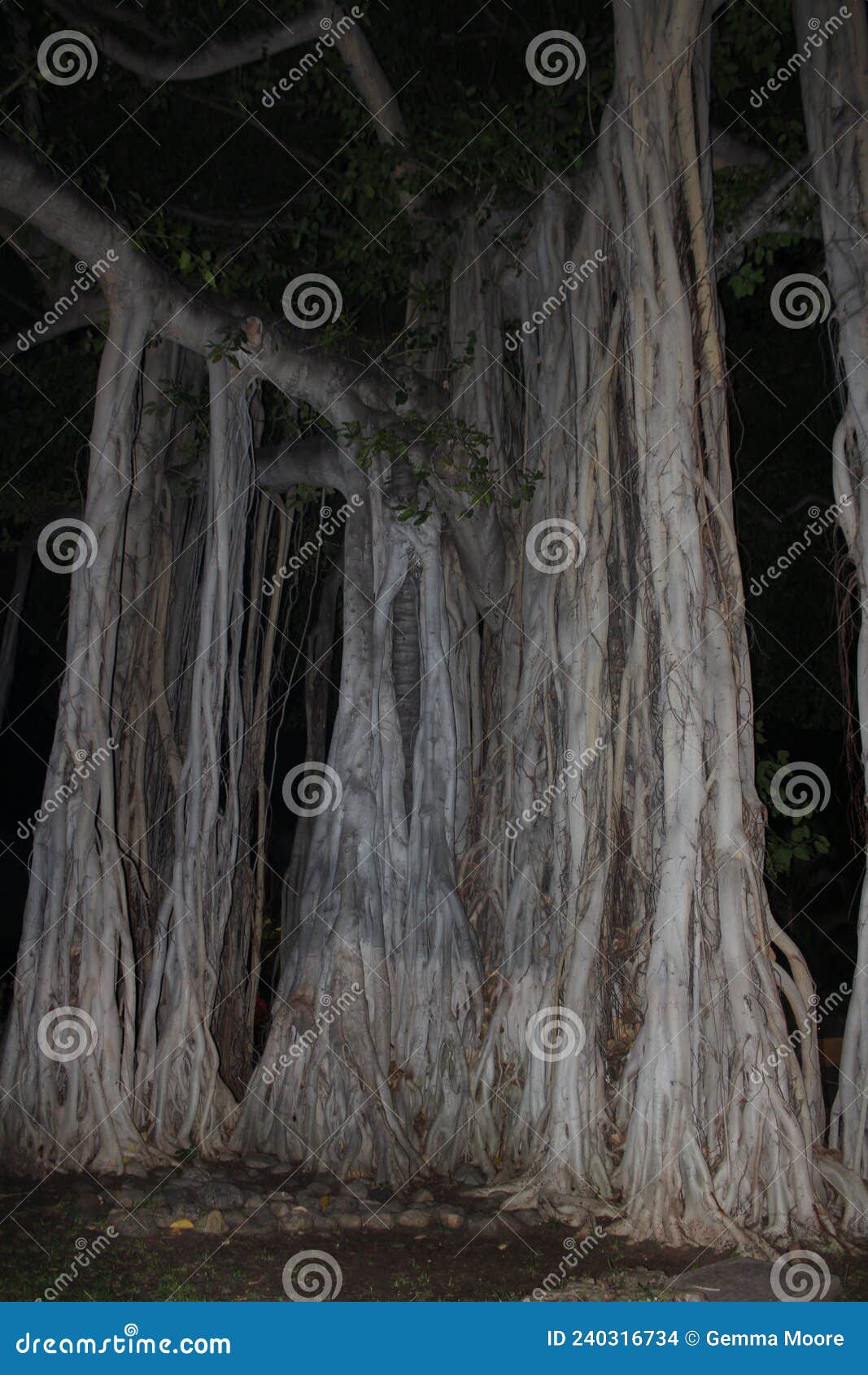 Plant on the Island stock photo. Image of showing, coastline - 240316734
