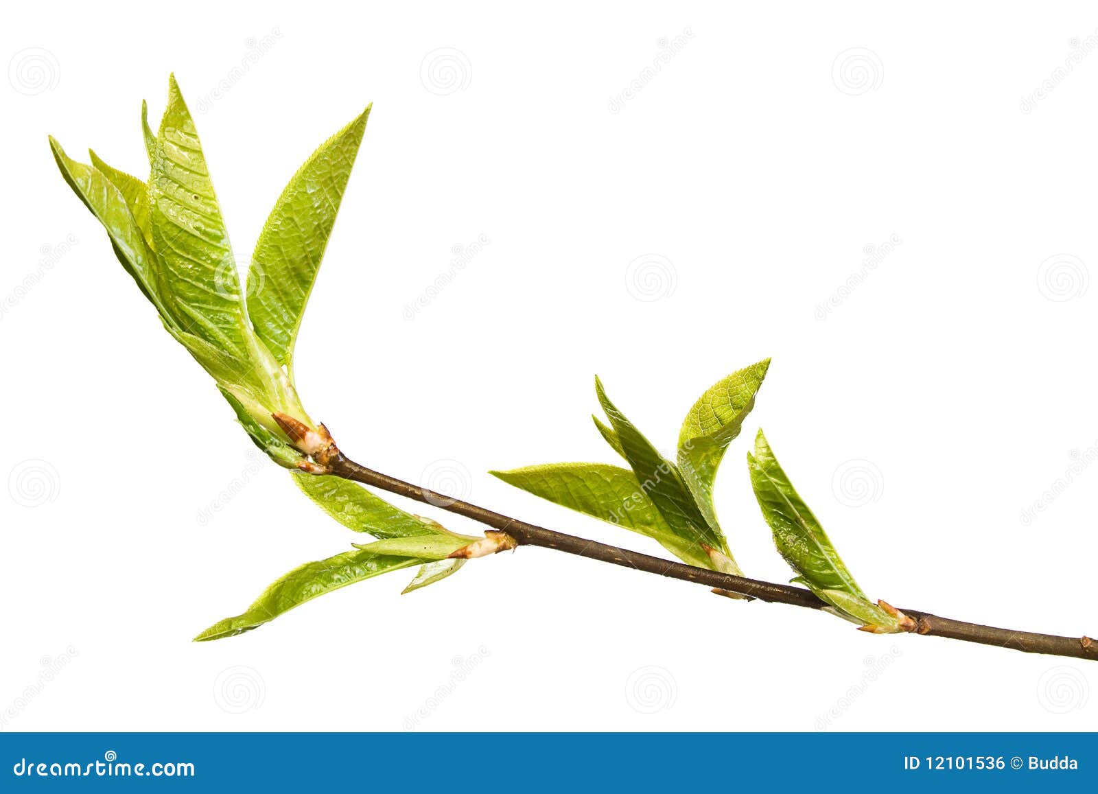 Plant isolated stock photo. Image of stem, plant, close - 12101536