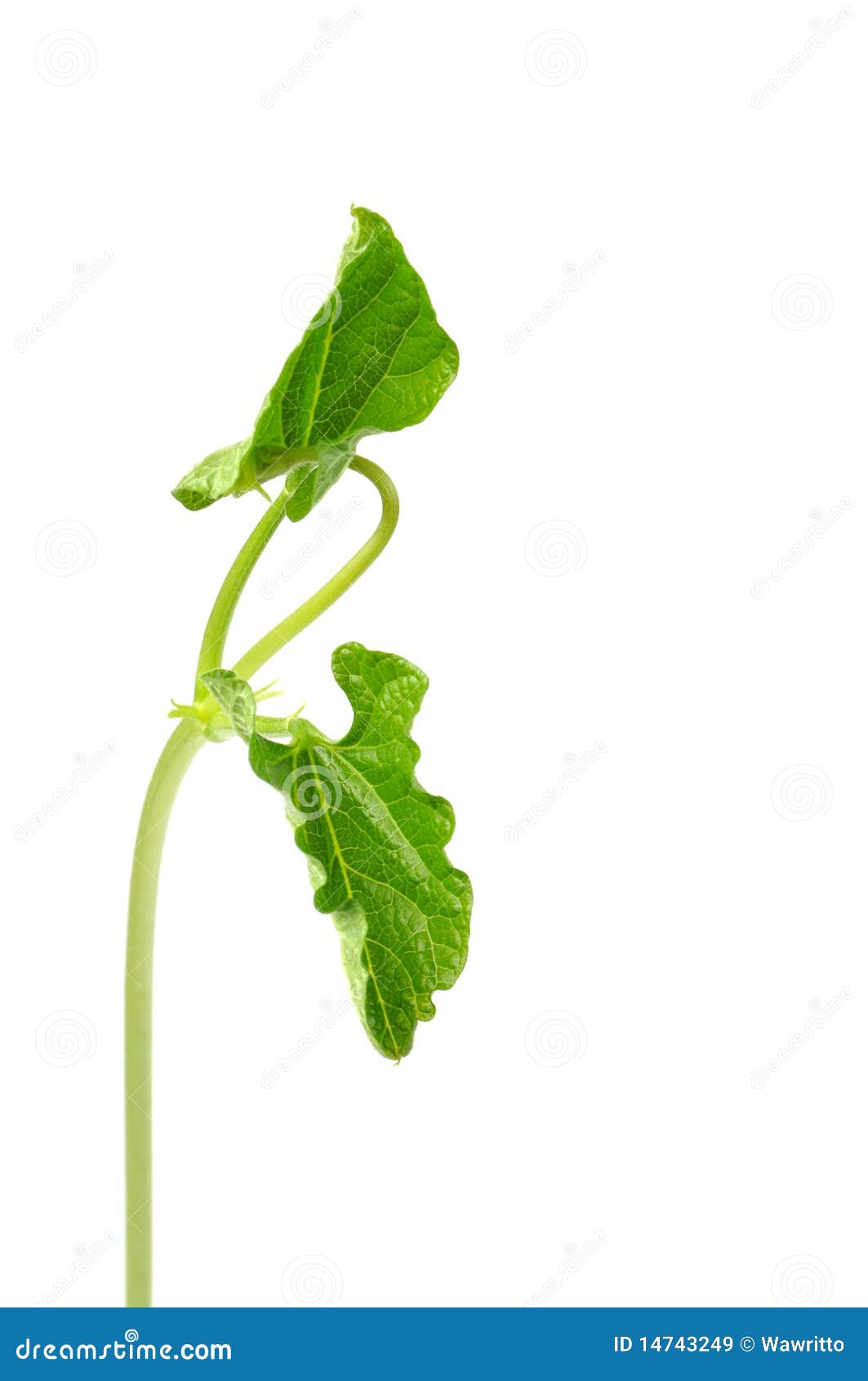 Plant isolated stock image. Image of branch, ecology - 14743249