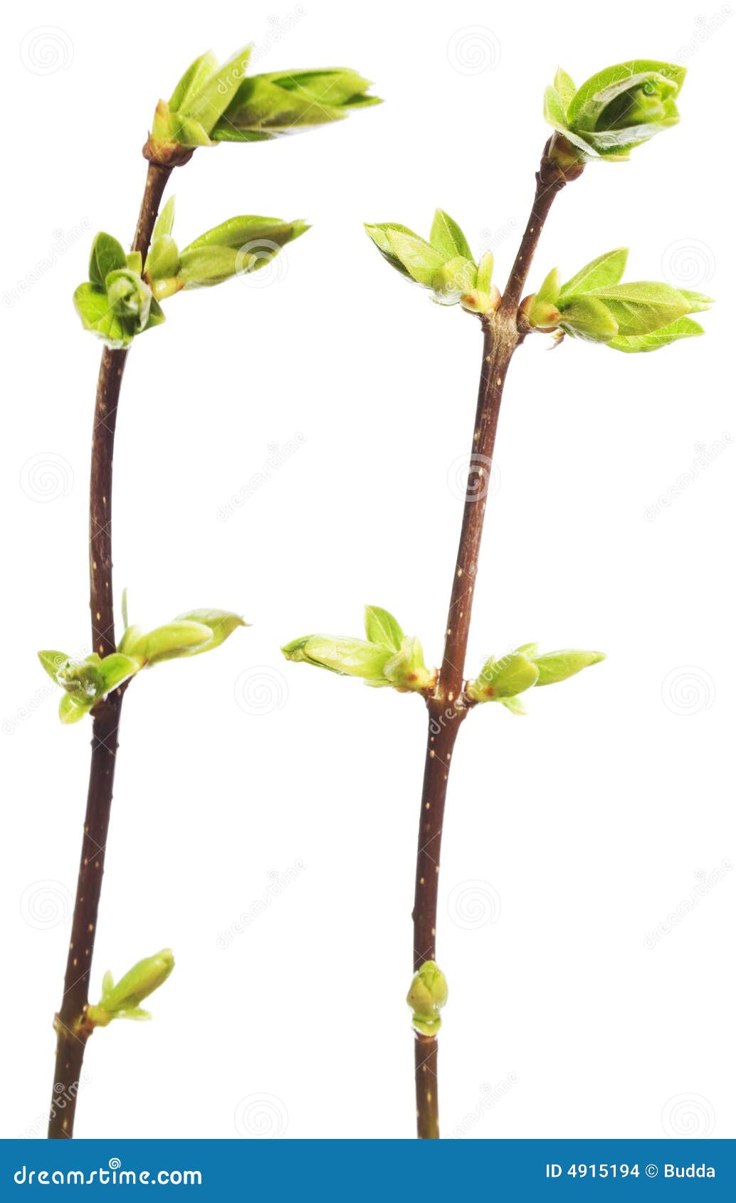 Plant isolated stock photo. Image of flores, detail, close - 4915194