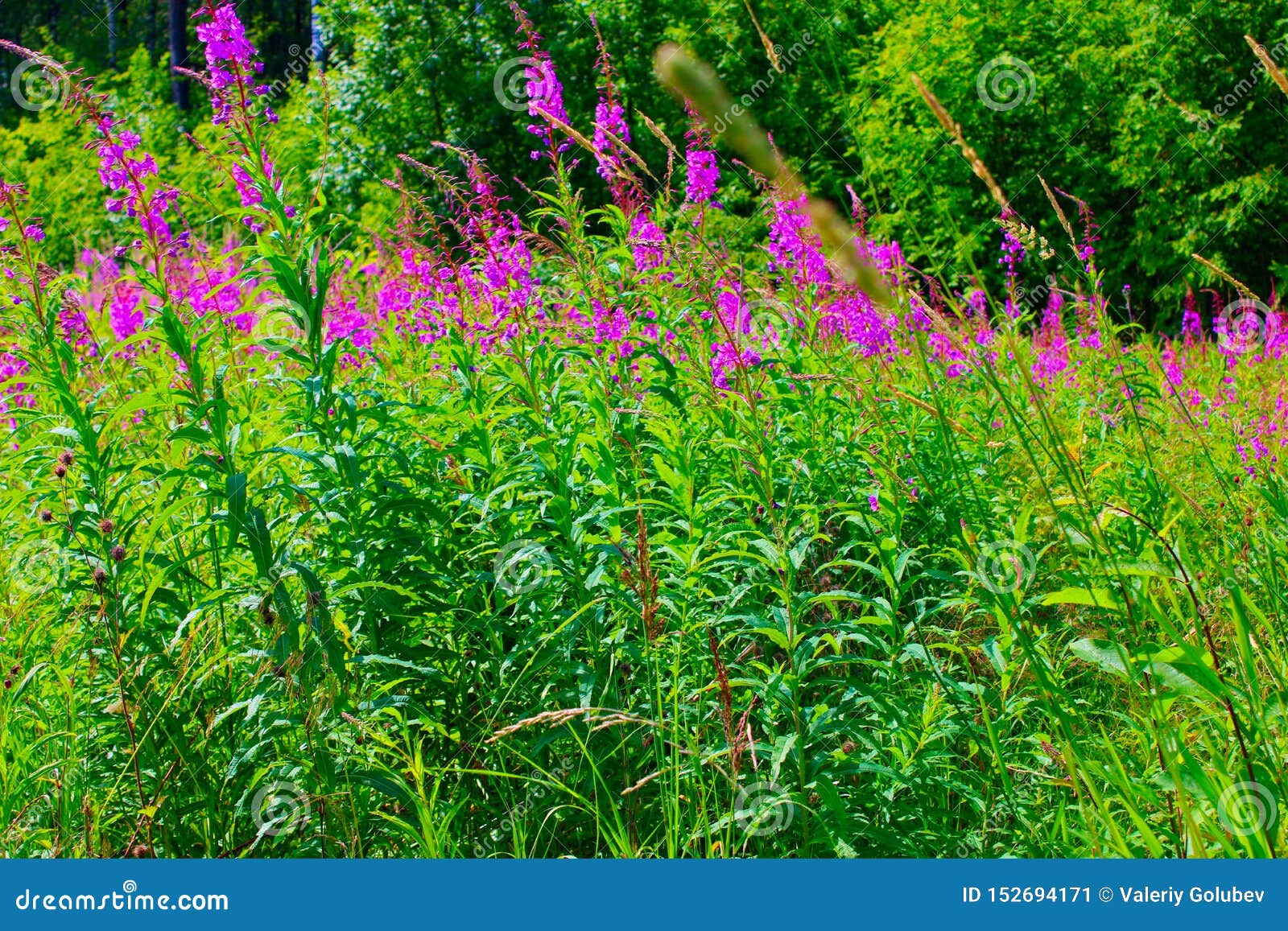 Plant Ivan Tea in the Field in the Summer Stock Image - Image of ...