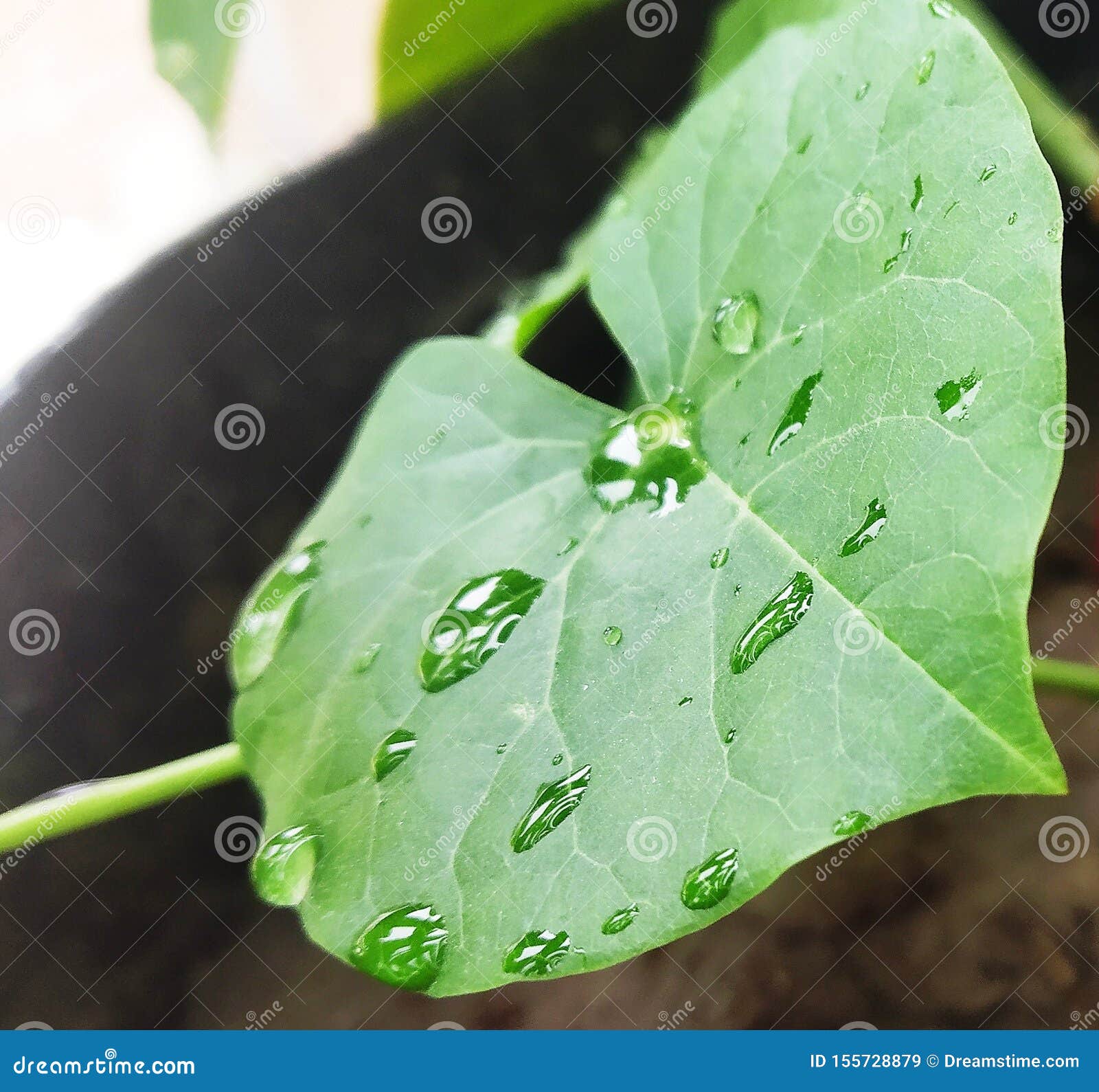 It is a plant of Kanda stock image. Image of water, types - 155728879
