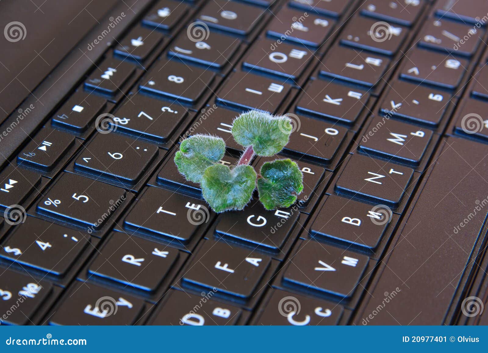 Plant on the keyboard stock image. Image of technicals - 20977401