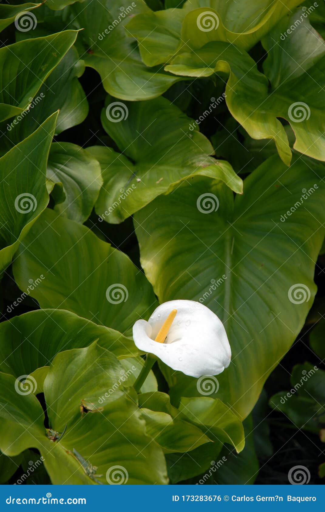 Plant Known in South America As Cala Stock Photo - Image of bloom ...