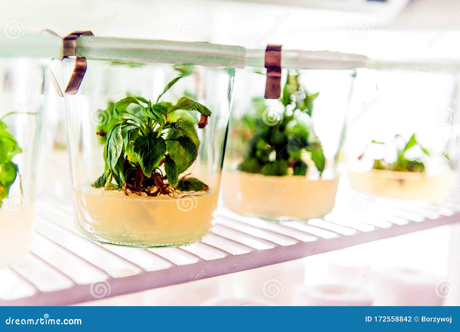 Plant in lab stock photo. Image of modified, biotechnology - 172558842