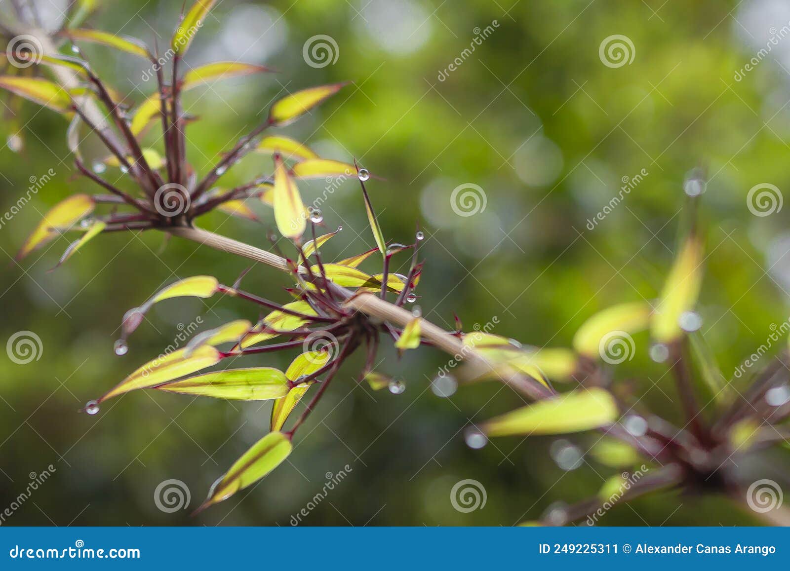 Branches with Drops of Water Stock Image - Image of macro, agriculture ...