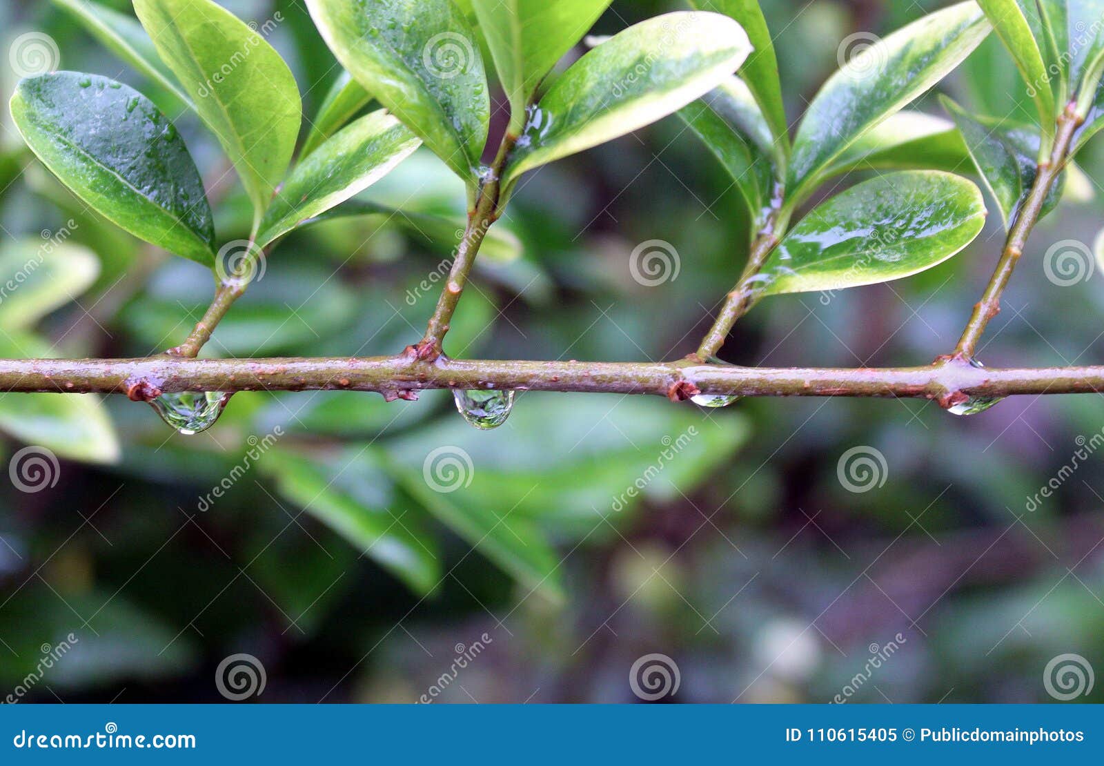 Plant, Leaf, Branch, Plant Stem Picture. Image: 110615405