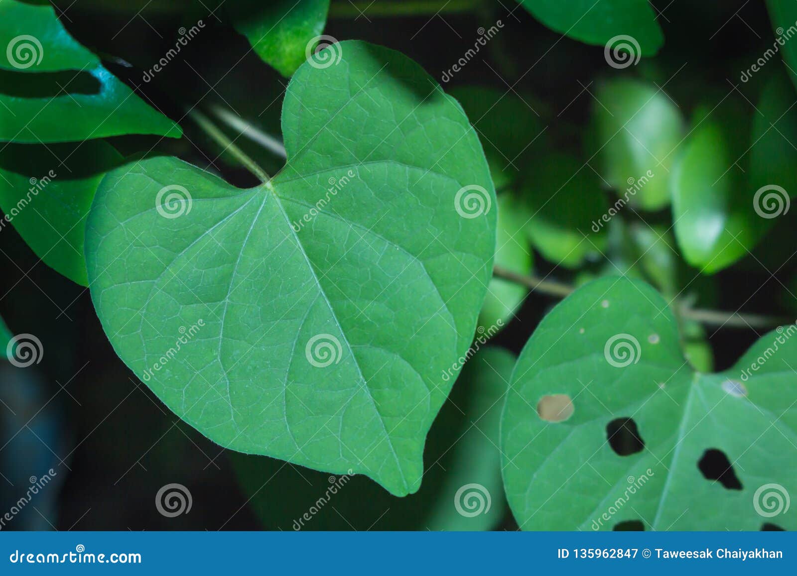 Plant Leaf Close-up, the Leaf Texture Stock Image - Image of lawn, leaf ...