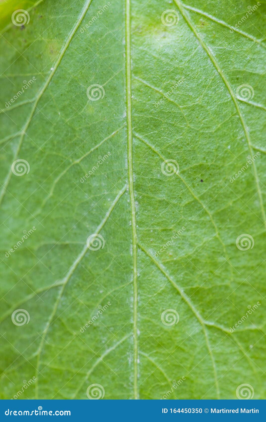 Plant Leaf, Close-up View Details Stock Photo - Image of drawing ...