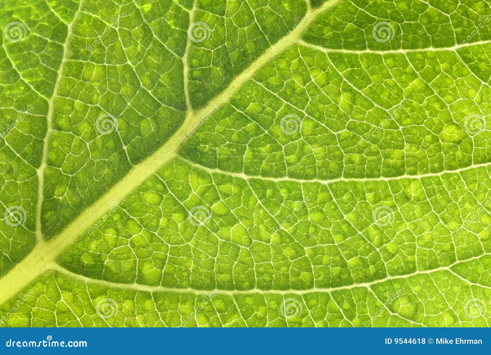Plant Leaf detail stock photo. Image of macro, brightly - 9544618