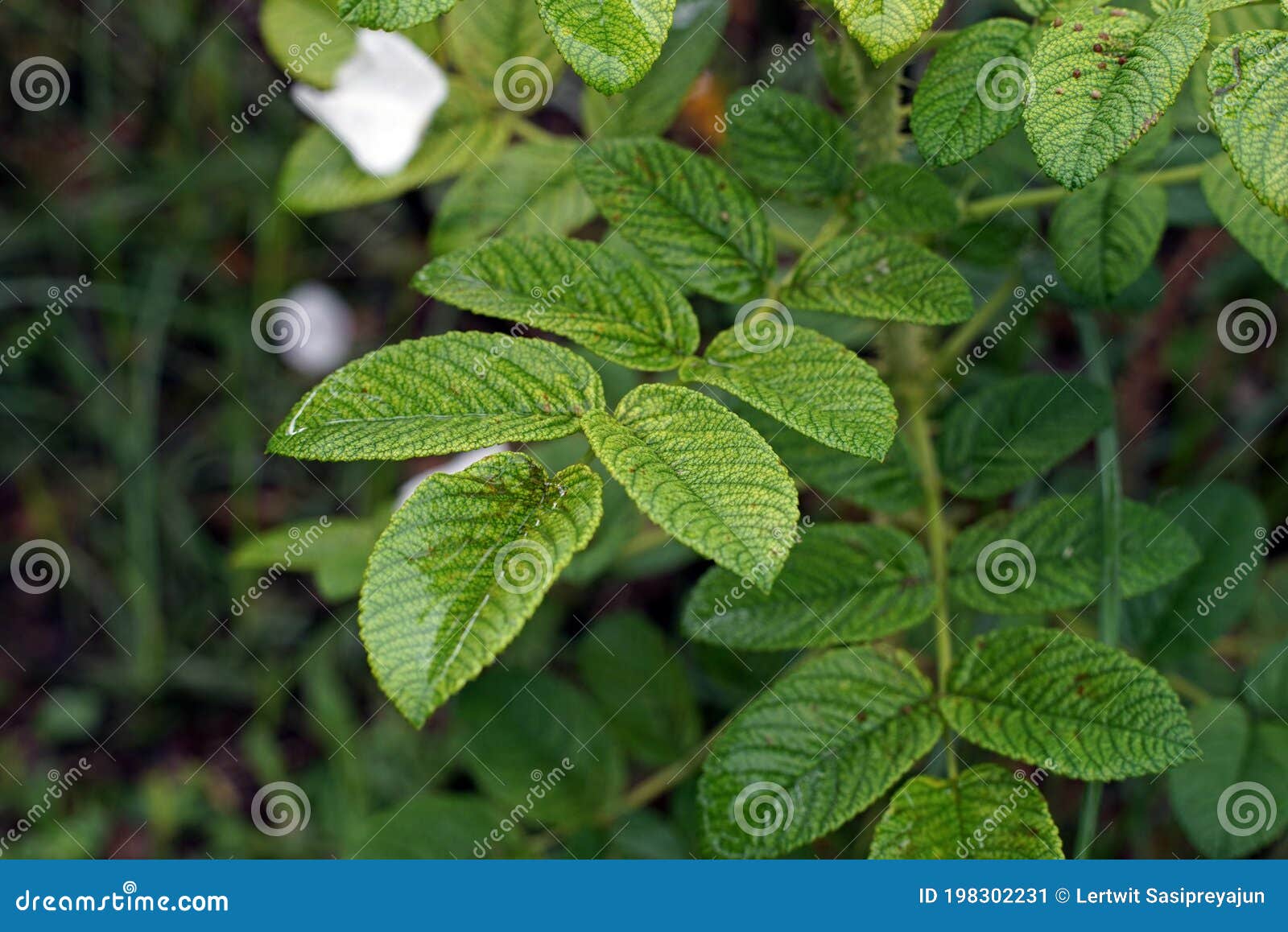 Plant Leaf Disorder, Trace Element Deficiency on Roses Stock Image ...
