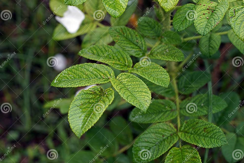Plant Leaf Disorder, Trace Element Deficiency on Roses Stock Image ...