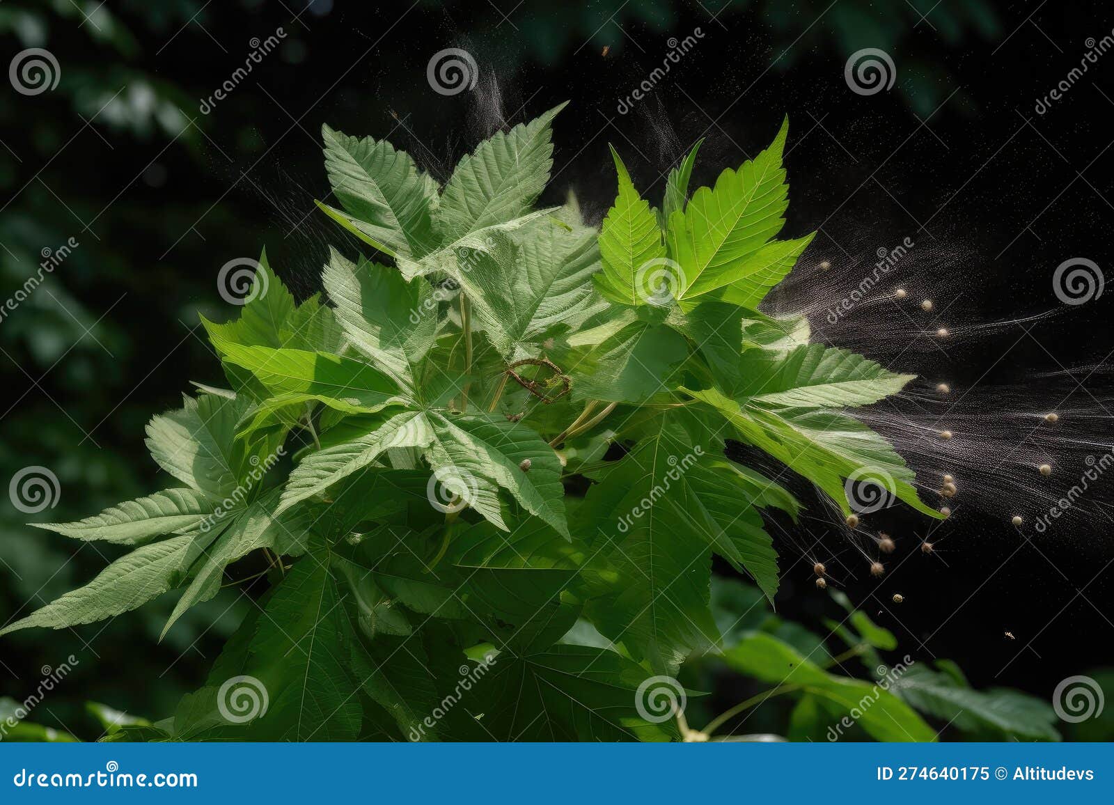 Plant Leaf Explosion, with Leaves Bursting from the Stem in Full Bloom ...