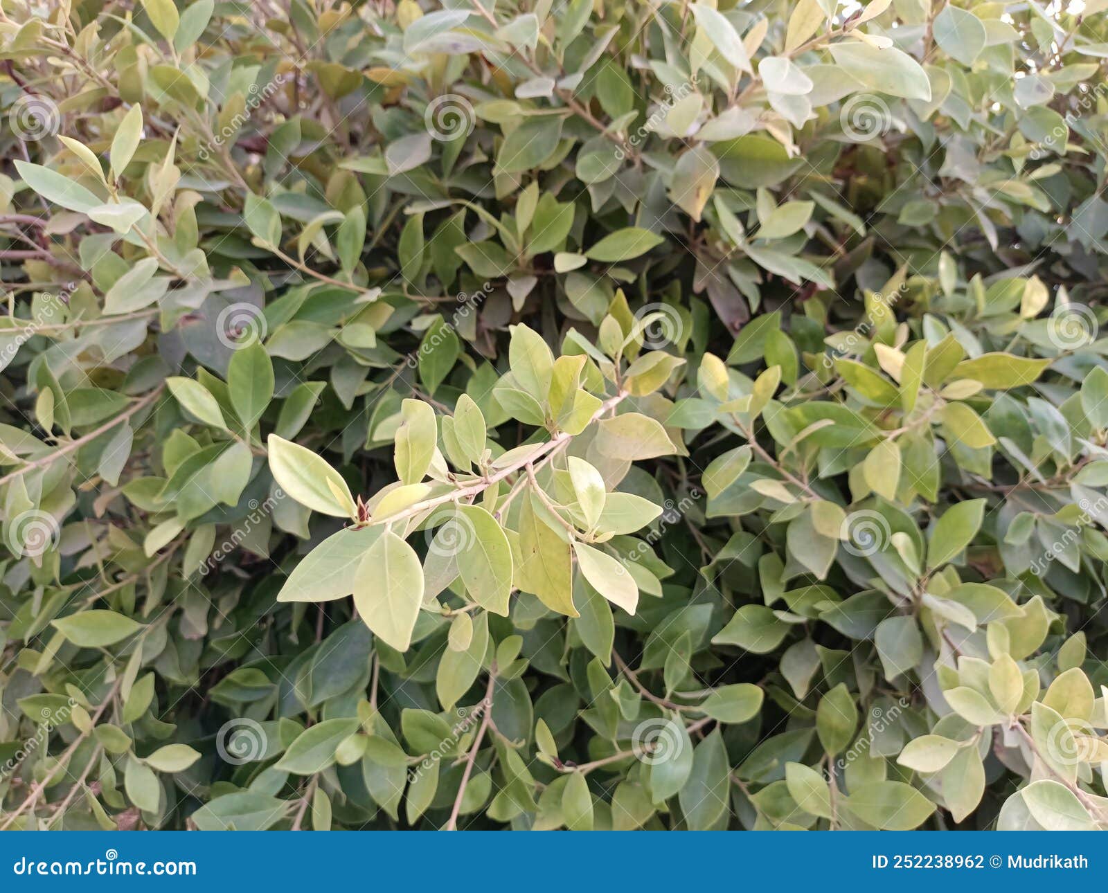 Plant Leaf in the Garden Sharjah Stock Photo - Image of herb, blossom ...