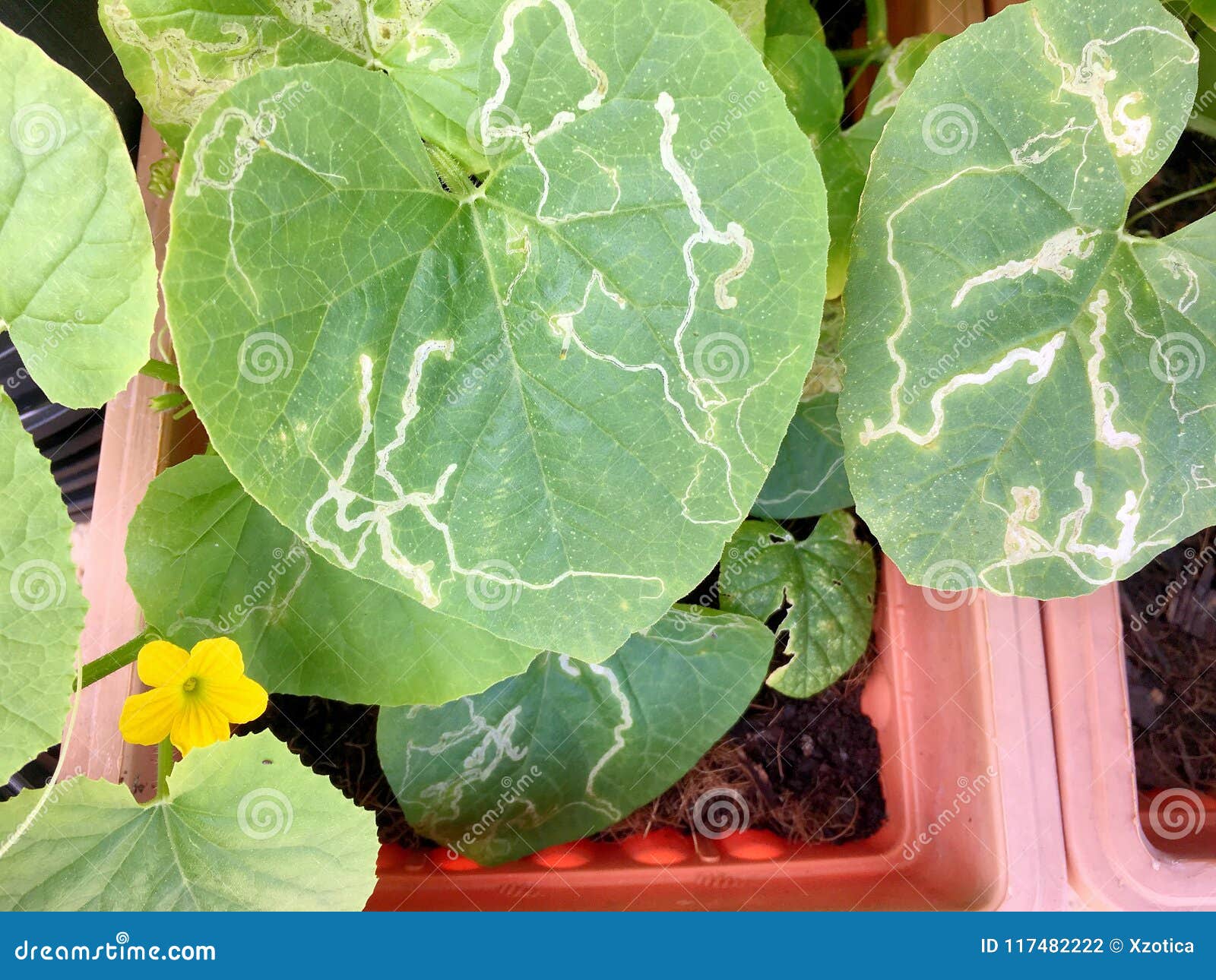 Plant Leaf Miner Disease in Watermelon Leaves Stock Photo - Image of ... Plant Leaf Miner Disease in Watermelon Leaves Stock Photo - Image of ...