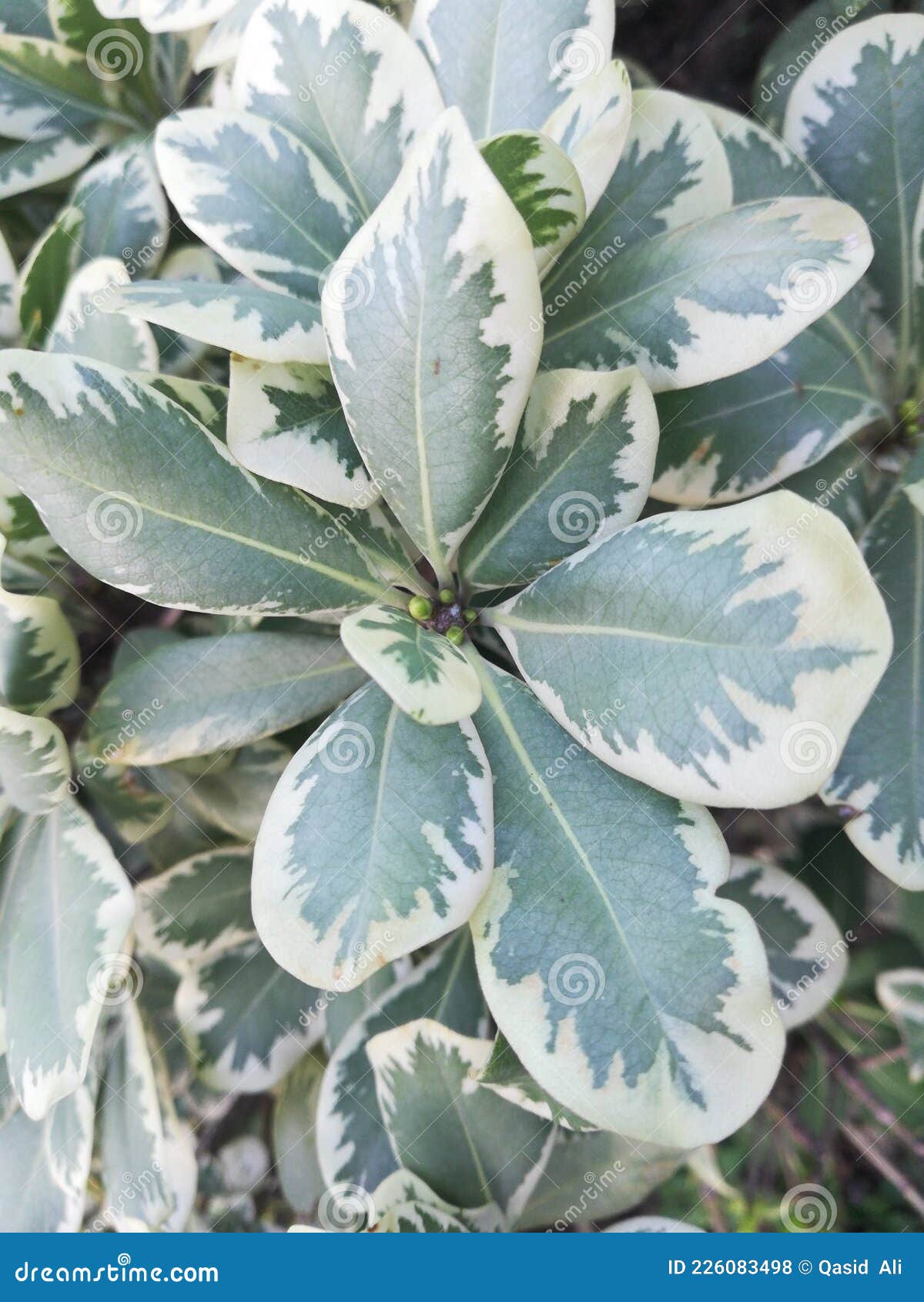 Plant Leaf with Mix Colour at Evening Time Stock Photo - Image of time ...