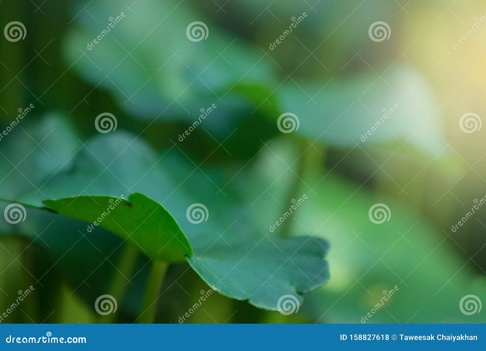 The Plant Leaf Pattern Close-up in Nature Stock Photo - Image of ...