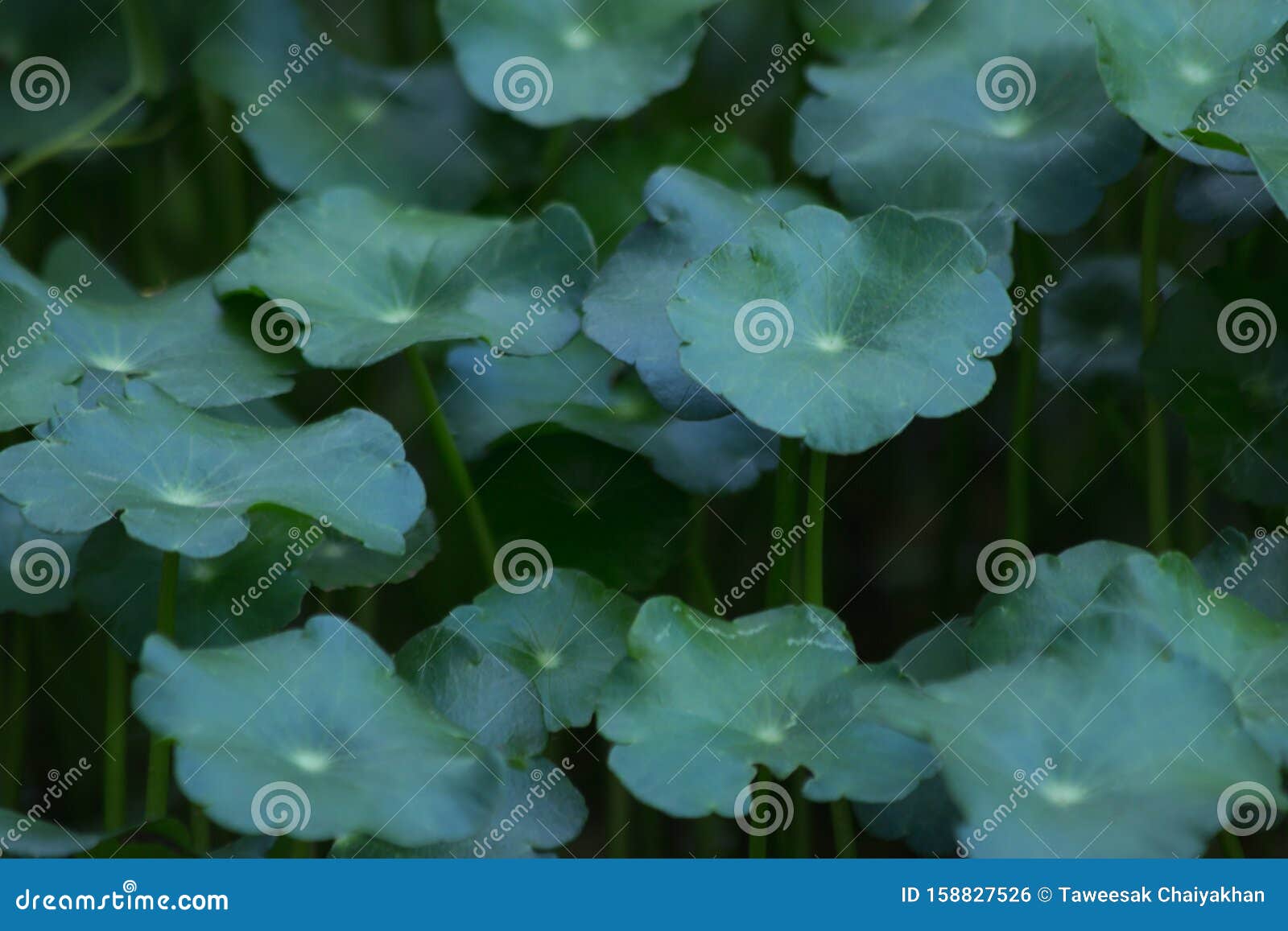 The Plant Leaf Pattern Close-up in Nature Stock Photo - Image of ...