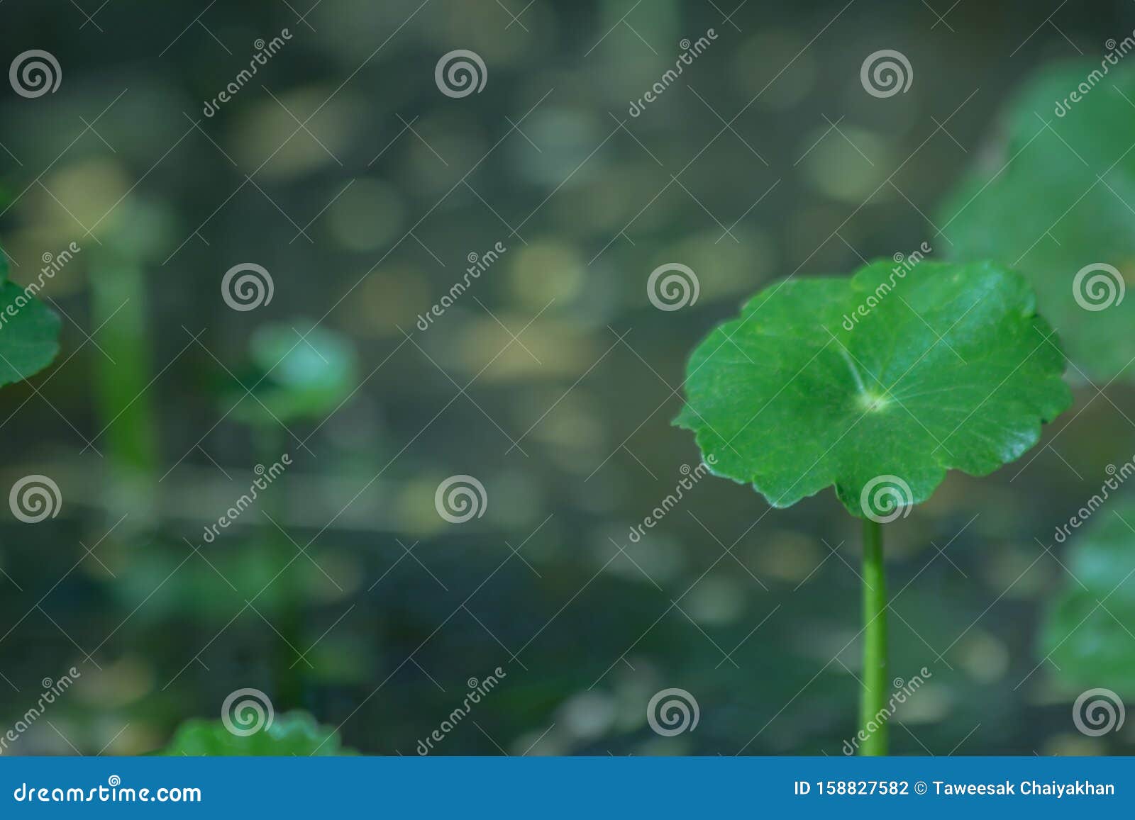 The Plant Leaf Pattern Close-up in Nature Stock Photo - Image of garden ...