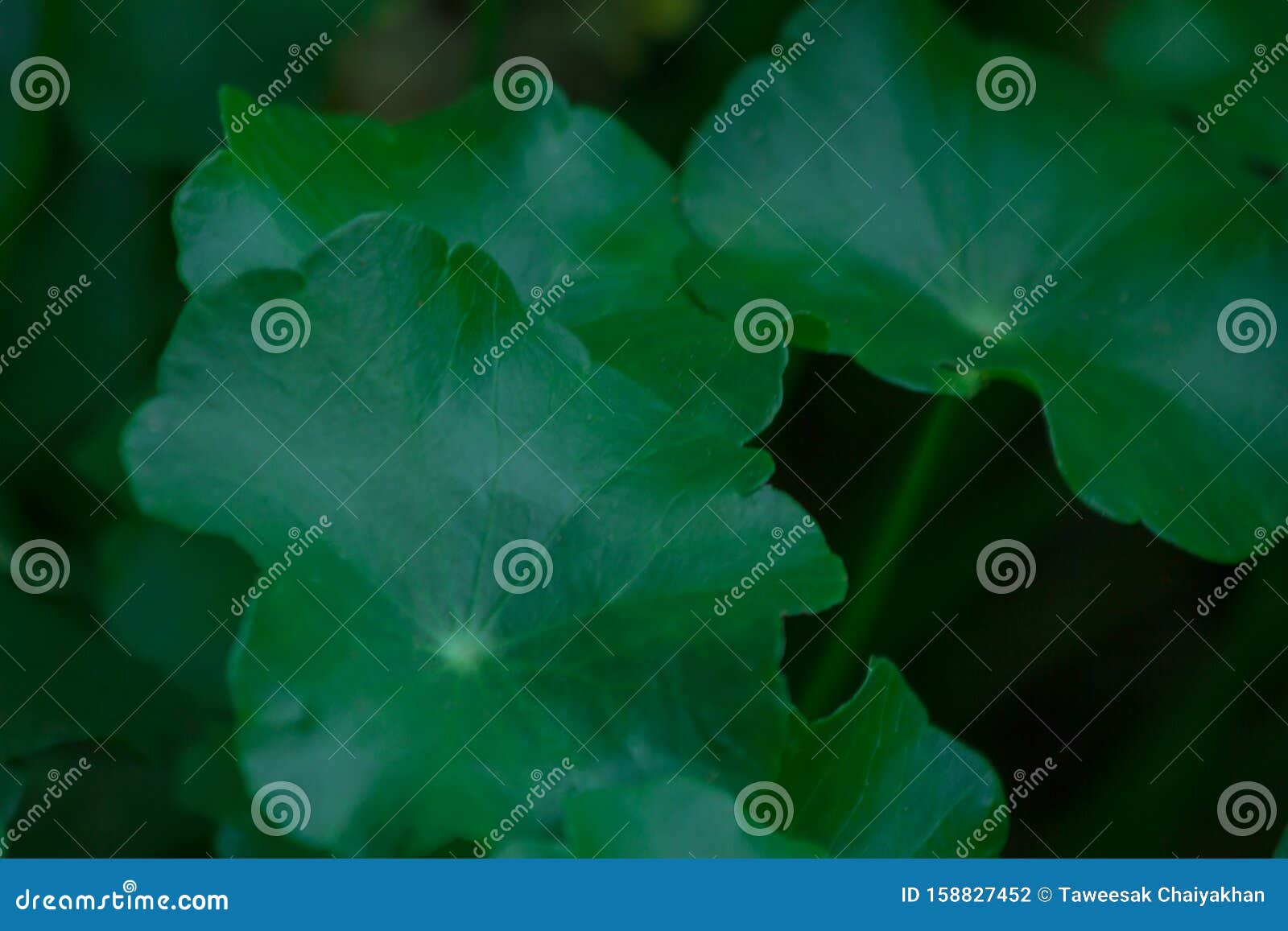 The Plant Leaf Pattern Close-up in Nature Stock Photo - Image of ...