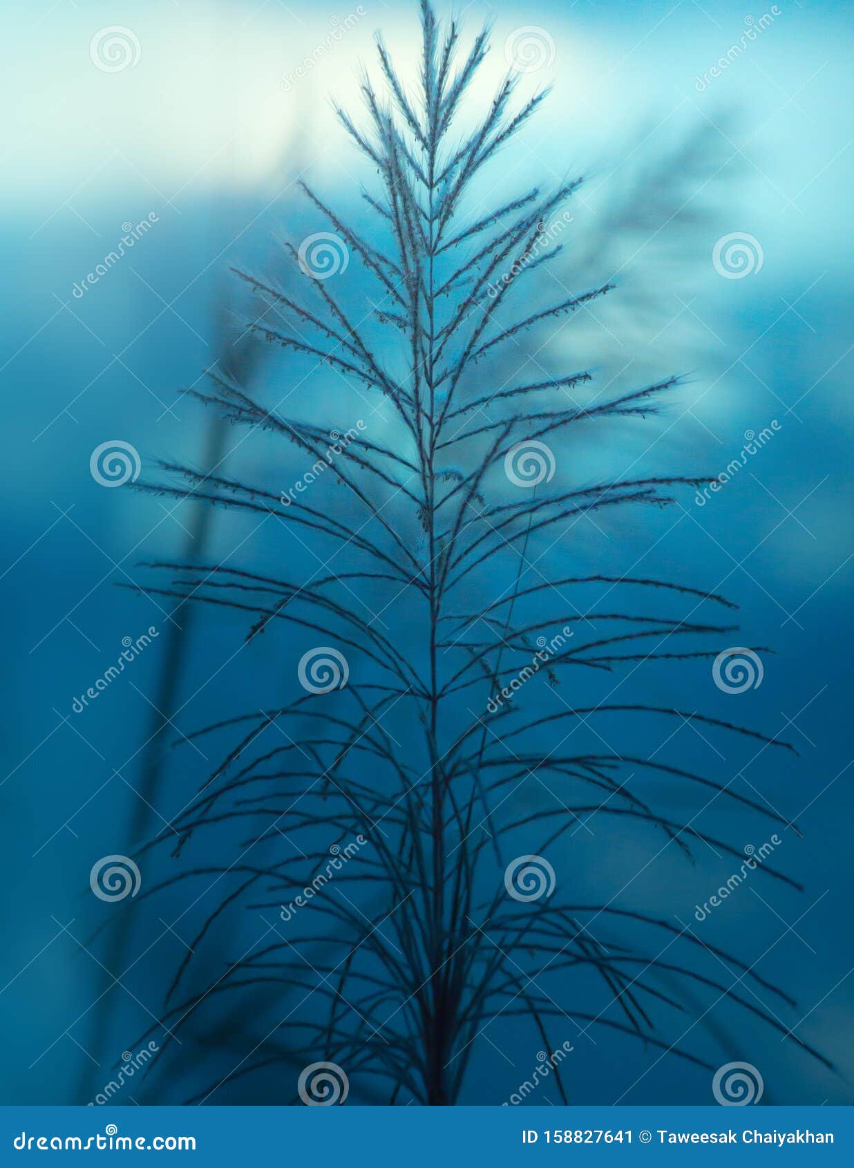 The Plant Leaf Pattern Close-up in Nature Stock Image - Image of grass ...