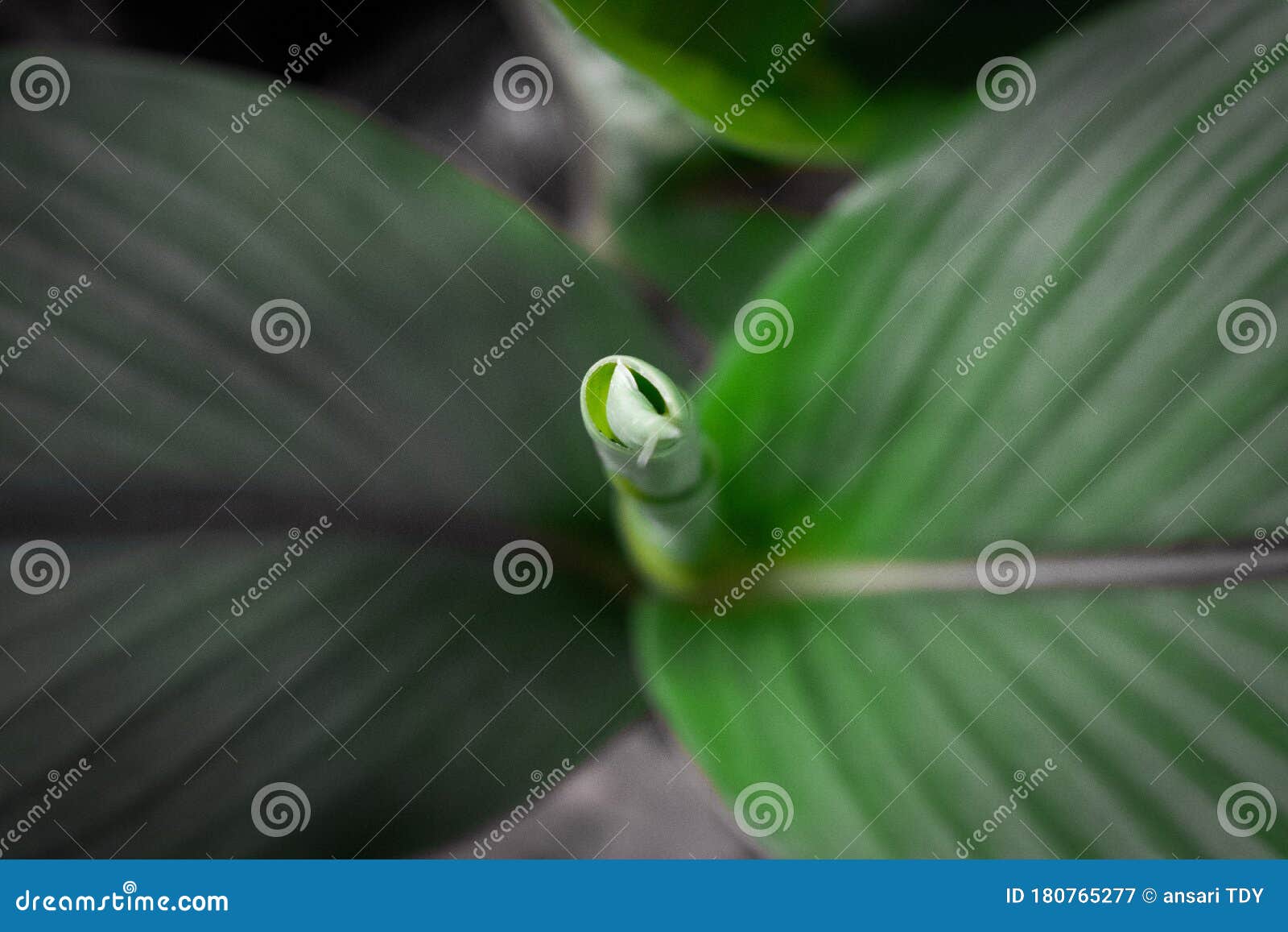 Plant leaf top view stock image. Image of wildflower - 180765277