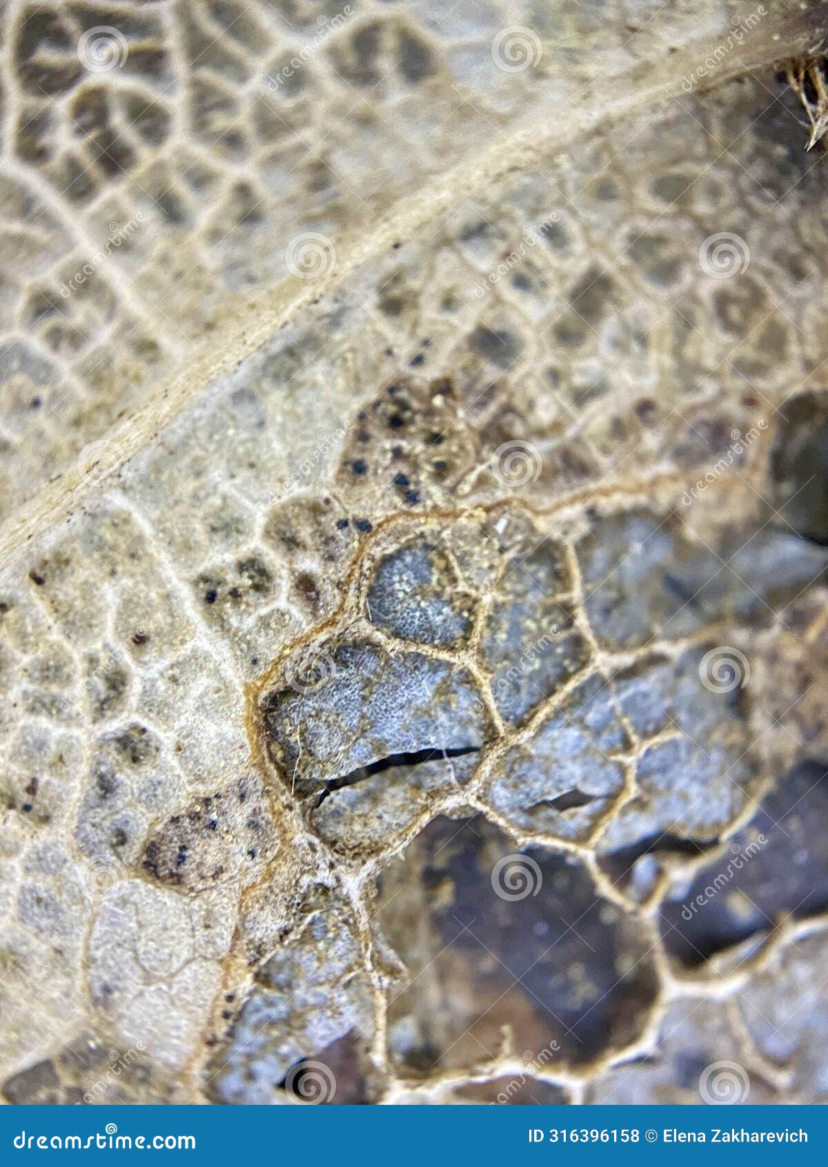 A Plant Leaf Under a Microscope, Extreme Close-up Photo Stock Photo ...