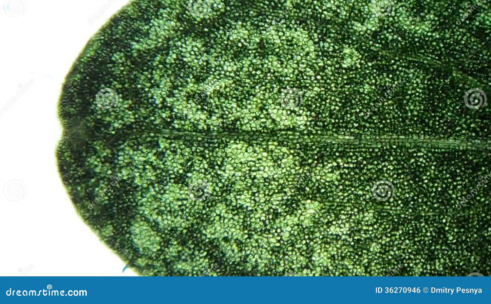 Plant Cells Microscope Images Micropedia