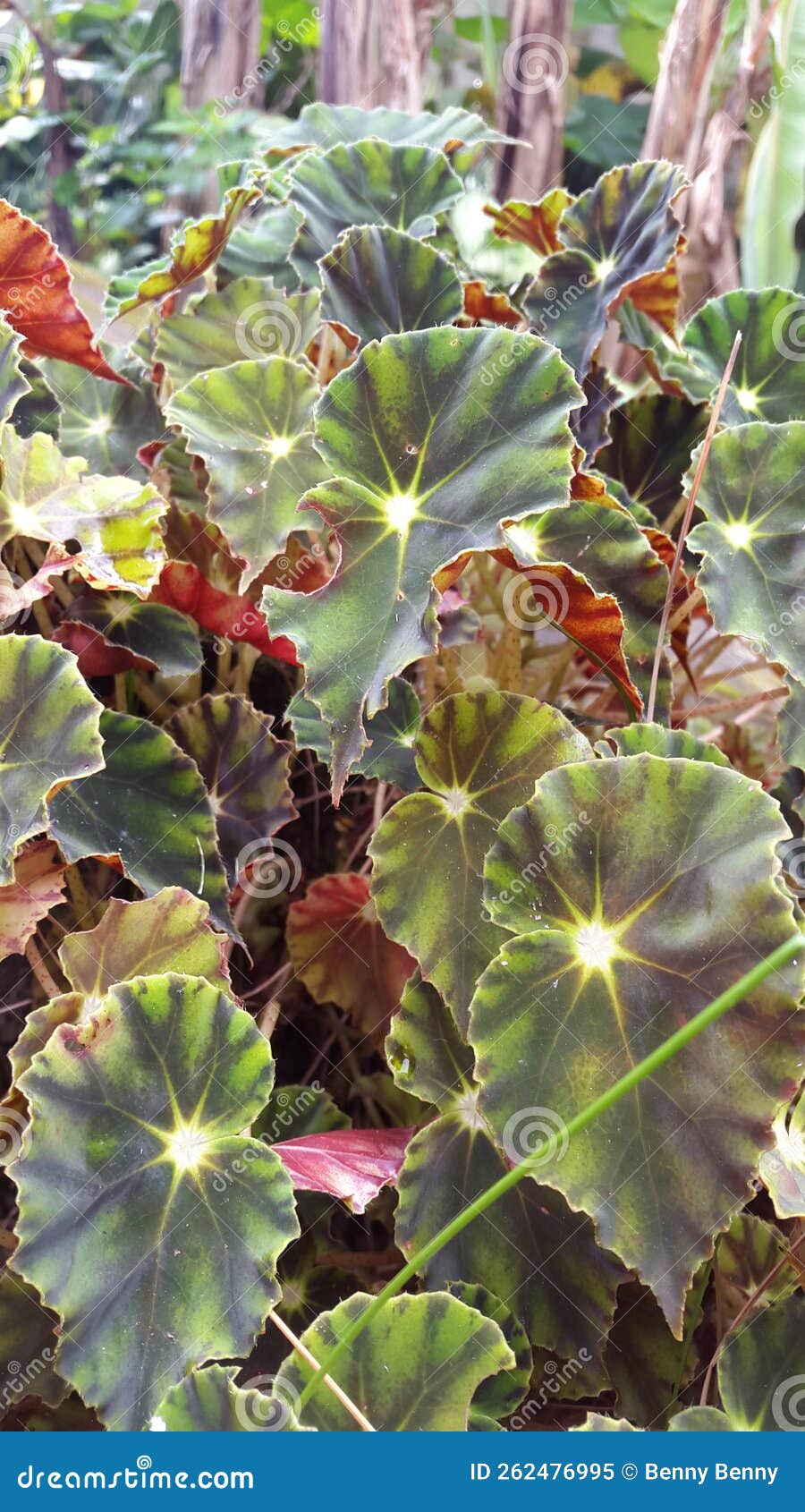Plant leaf view morning stock image. Image of plant - 262476995