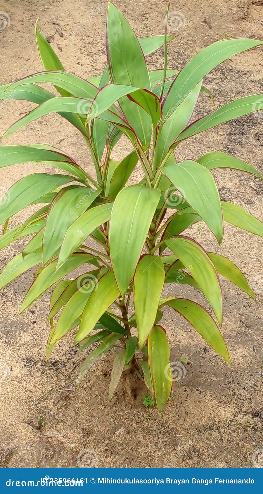 Plant Leafs Had Around Red Small Line Stock Image - Image of herb, food ...
