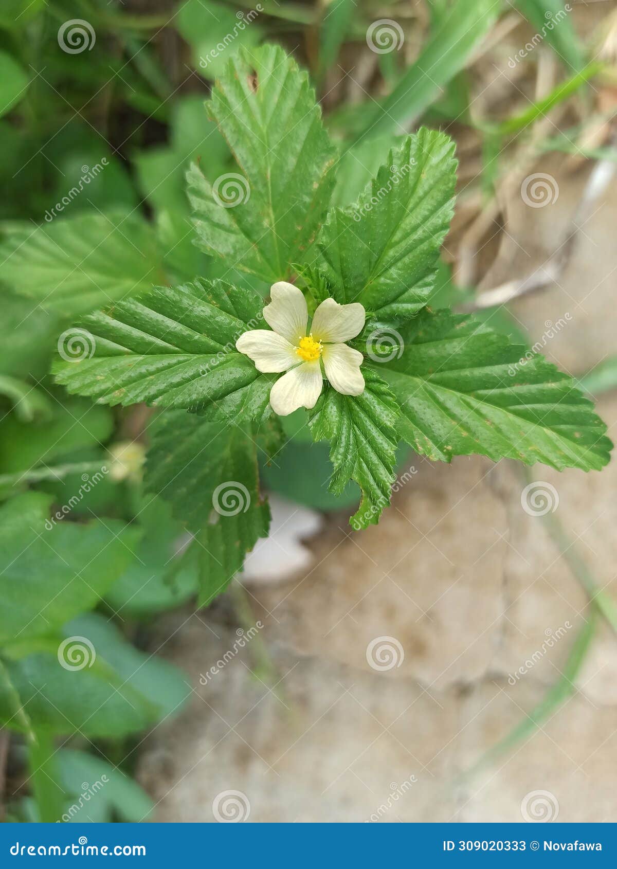 Plant Leaves Eaten by Pests Stock Image - Image of plant, pests: 309020333
