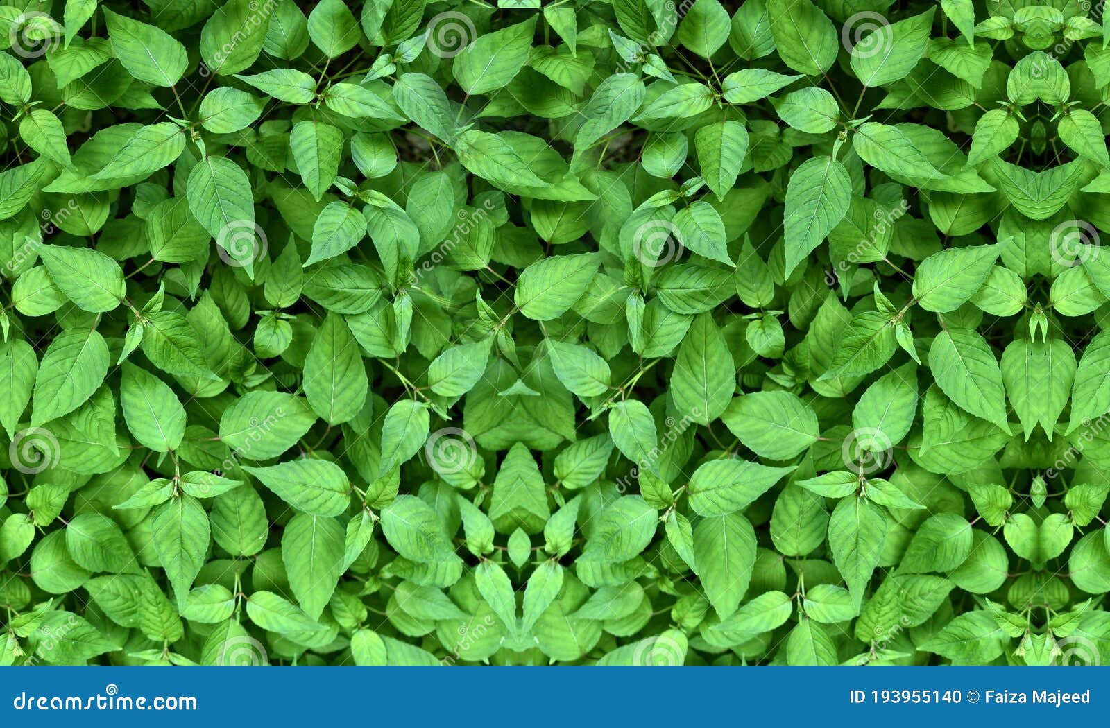 Plant Leaves Foliage Texture Photo Background Stock Photo - Image of ...