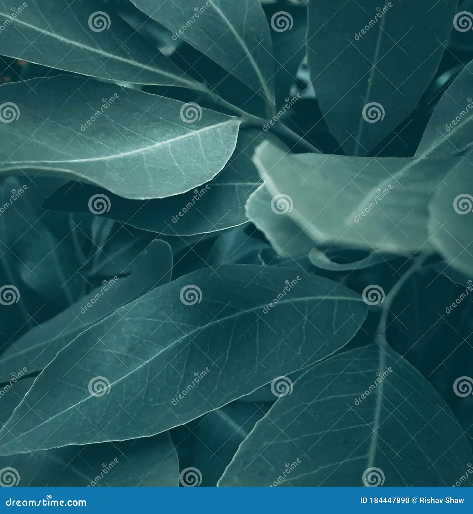 Plant Leaves Outdoor at Home Stock Photo - Image of sunlight, leaves ...