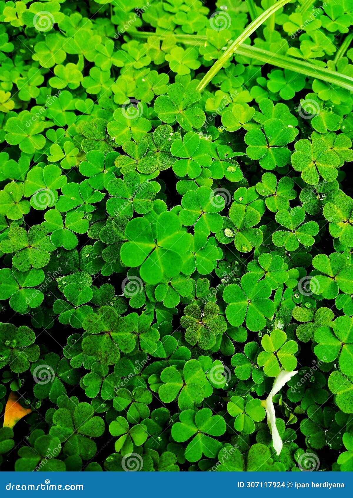 Plant Leaves Semanggi Background Nature Stock Photo - Image of ...