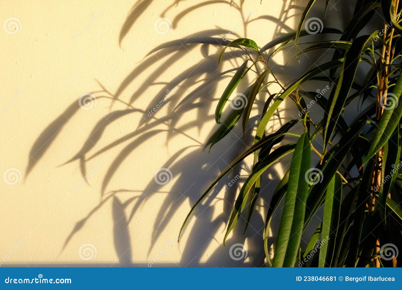 Plant Leaves with Shadow on Wall Stock Image - Image of home, wall ...