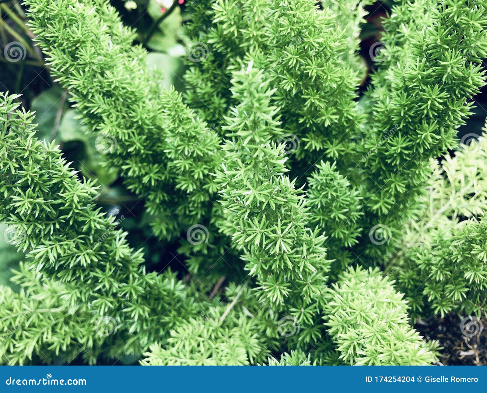 Leaves are shaped star stock photo. Image of leaves - 174254204