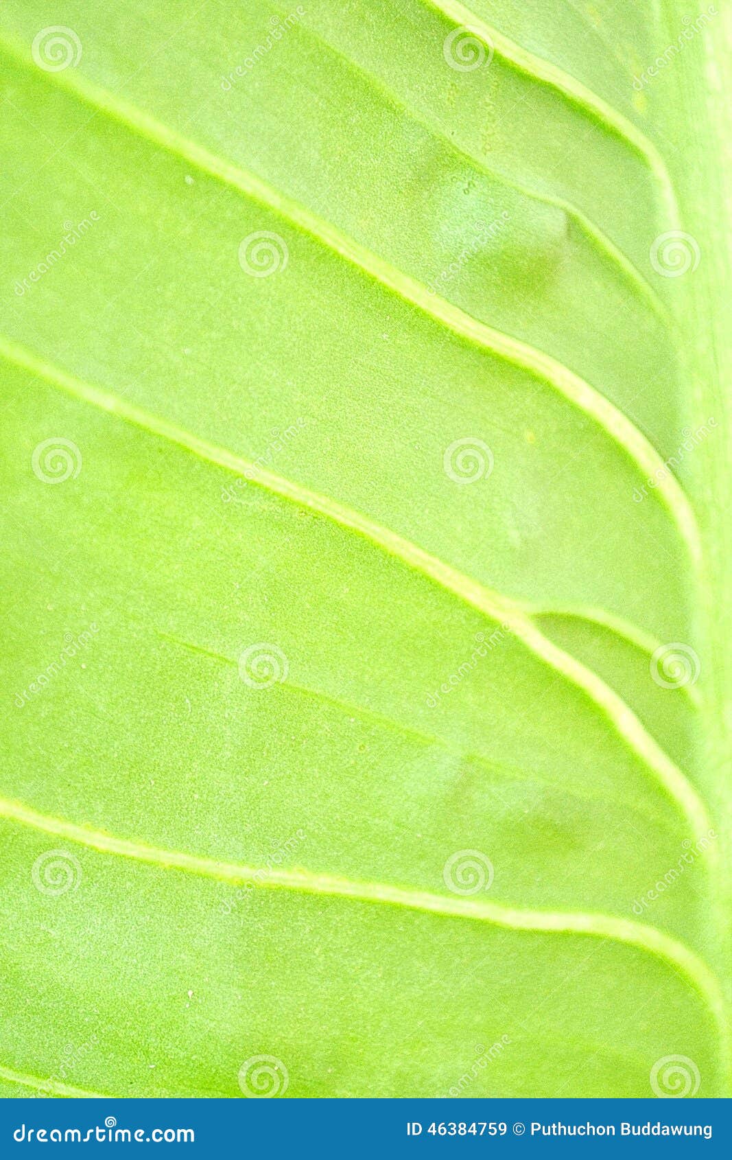 Plant Leaves texture stock image. Image of foliage, growth - 46384759