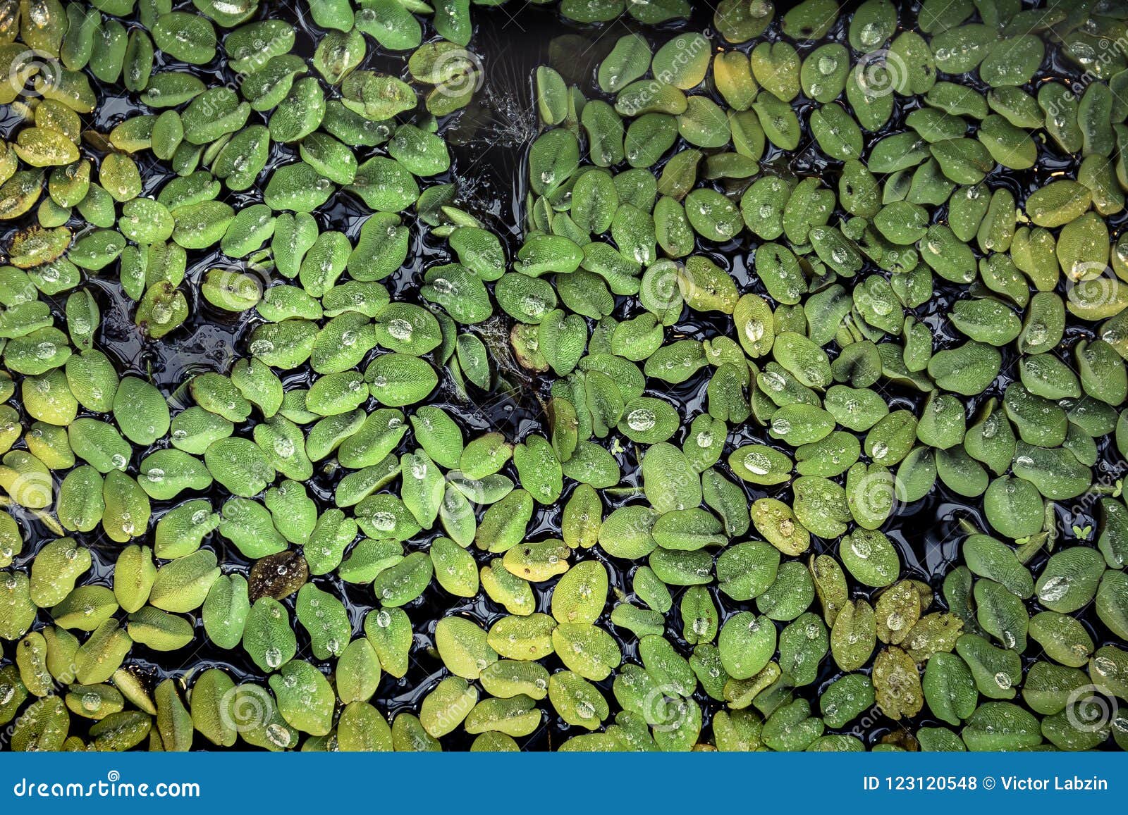 The Leaves of Plants in the Water Stock Photo - Image of dark, fresh ...
